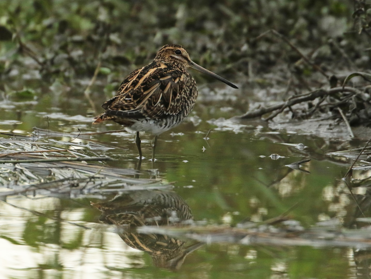 Common Snipe by Jon Mercer - BirdGuides