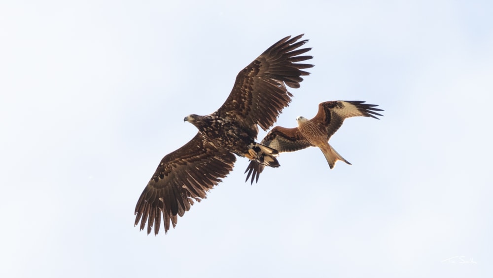 Norfolk eagle reintroduction given green light - BirdGuides