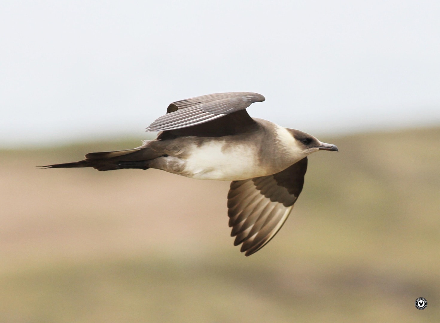 Arctic Skua by Nick Truby - BirdGuides
