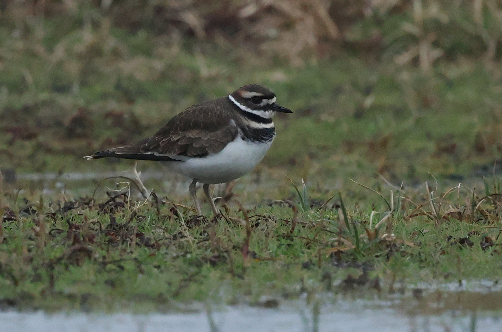 Killdeer by Richard Brown/Skokholm Warden - BirdGuides