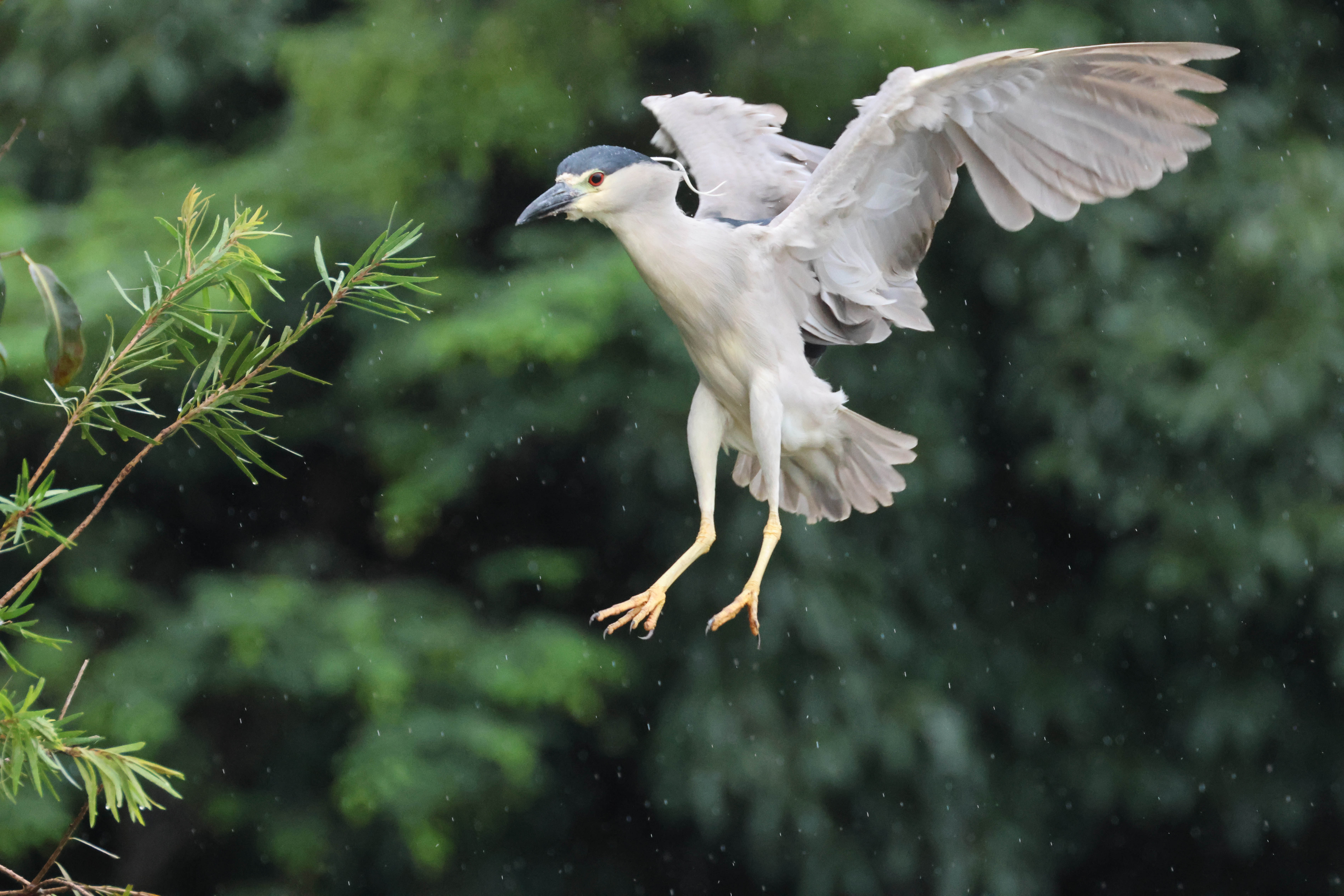 Black-crowned Night Heron by Peter Gasson - BirdGuides