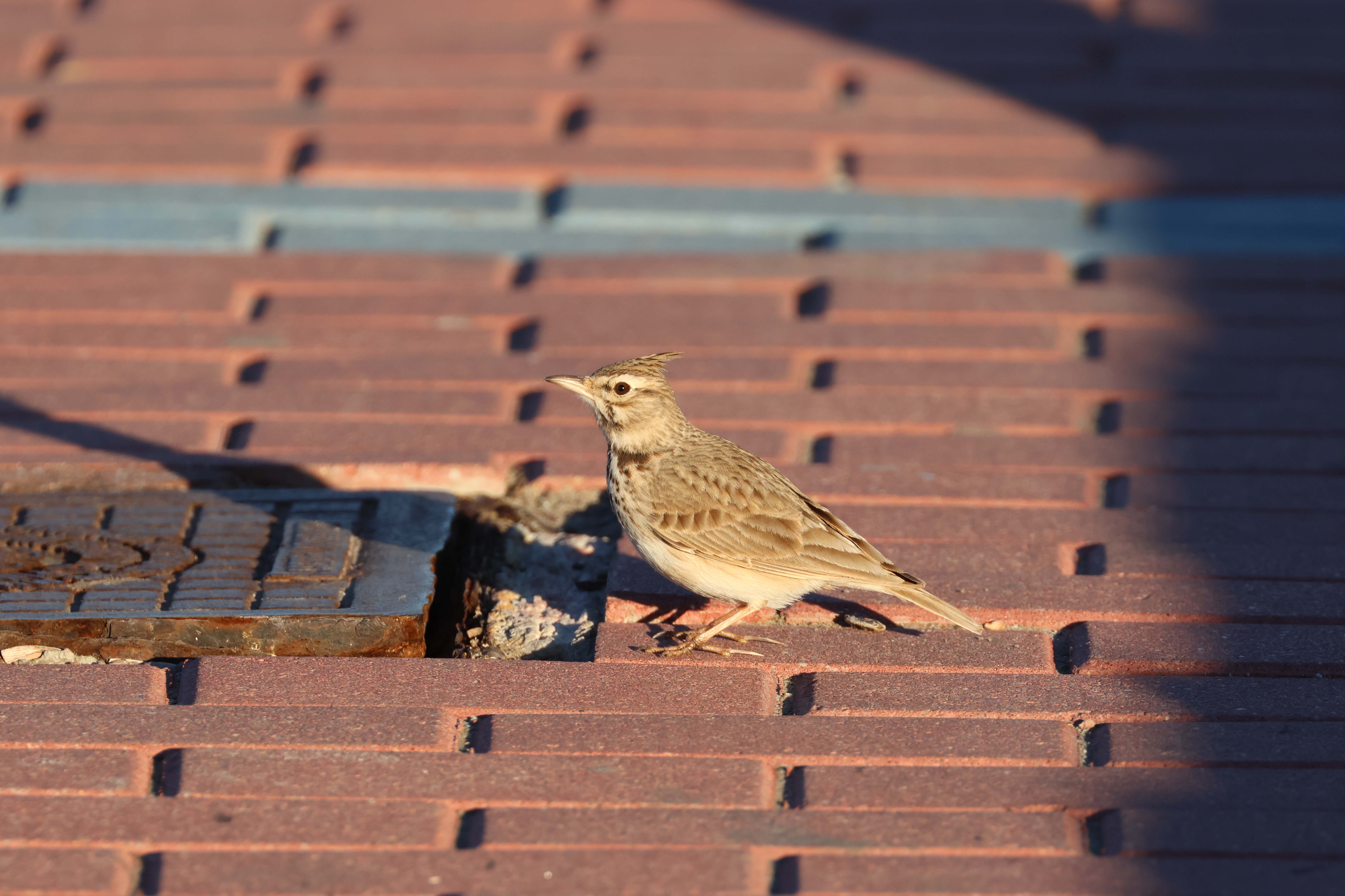 Crested Lark by Peter Gasson - BirdGuides