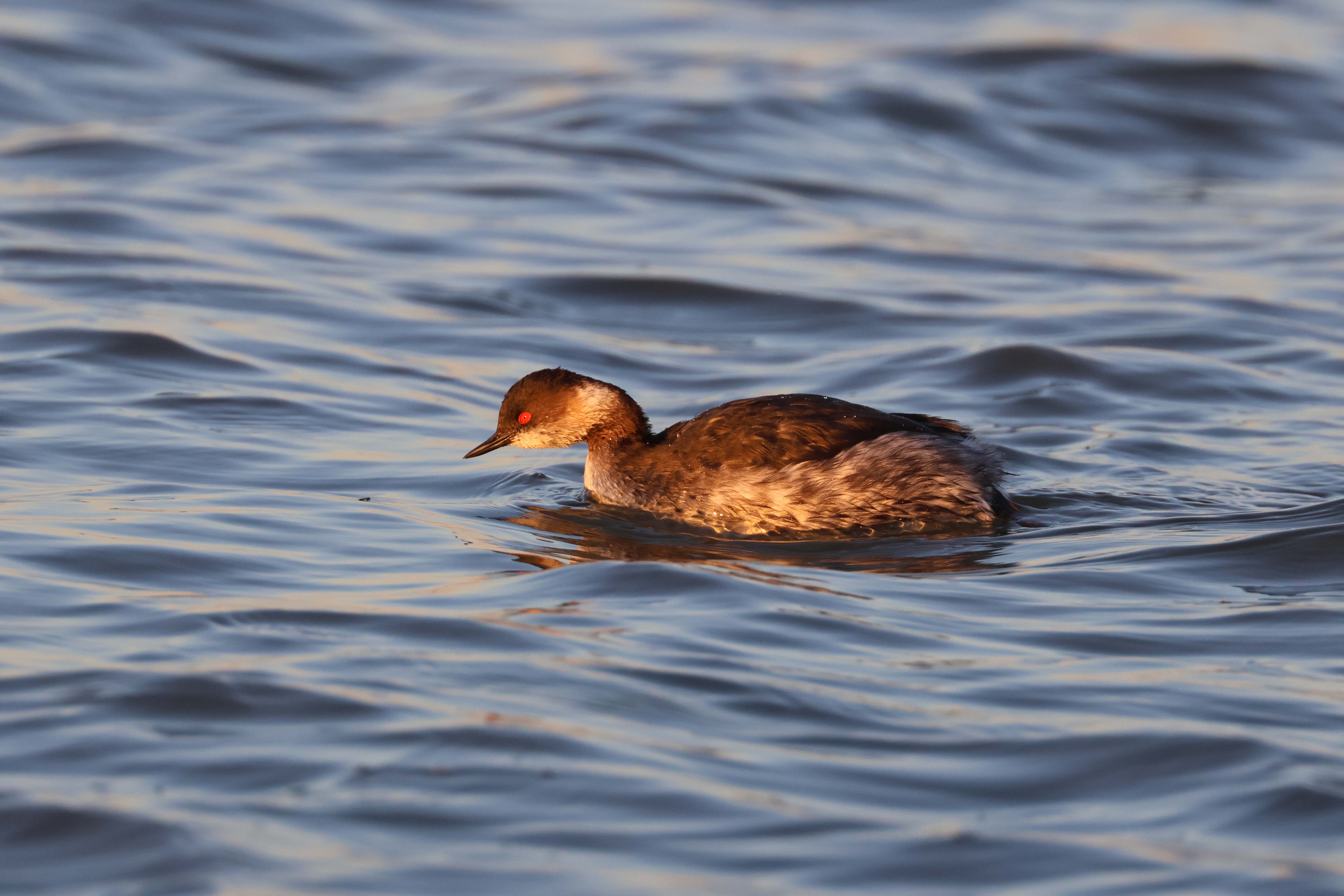 Black-necked Grebe by Peter Gasson - BirdGuides