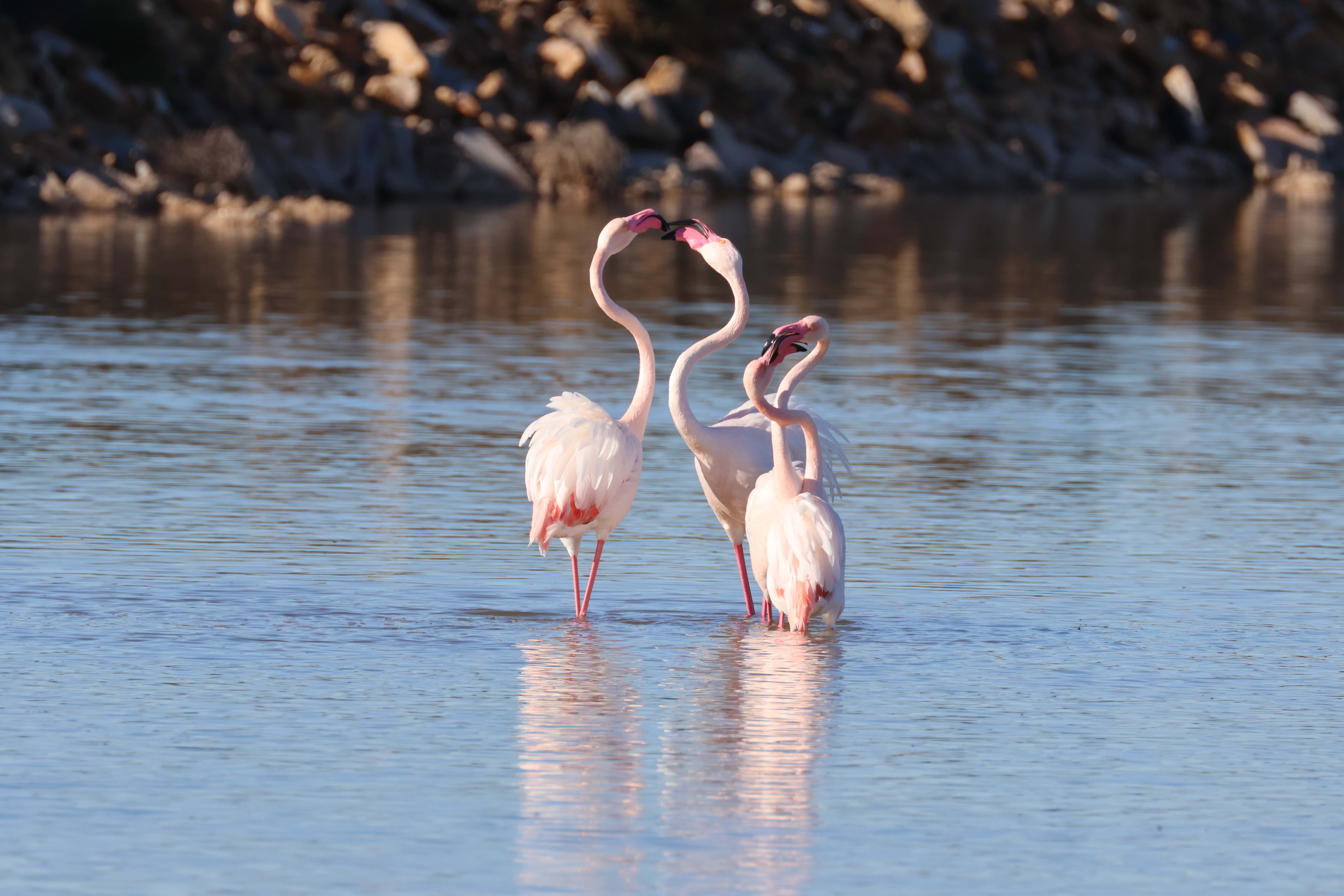 Greater Flamingo by Peter Gasson - BirdGuides