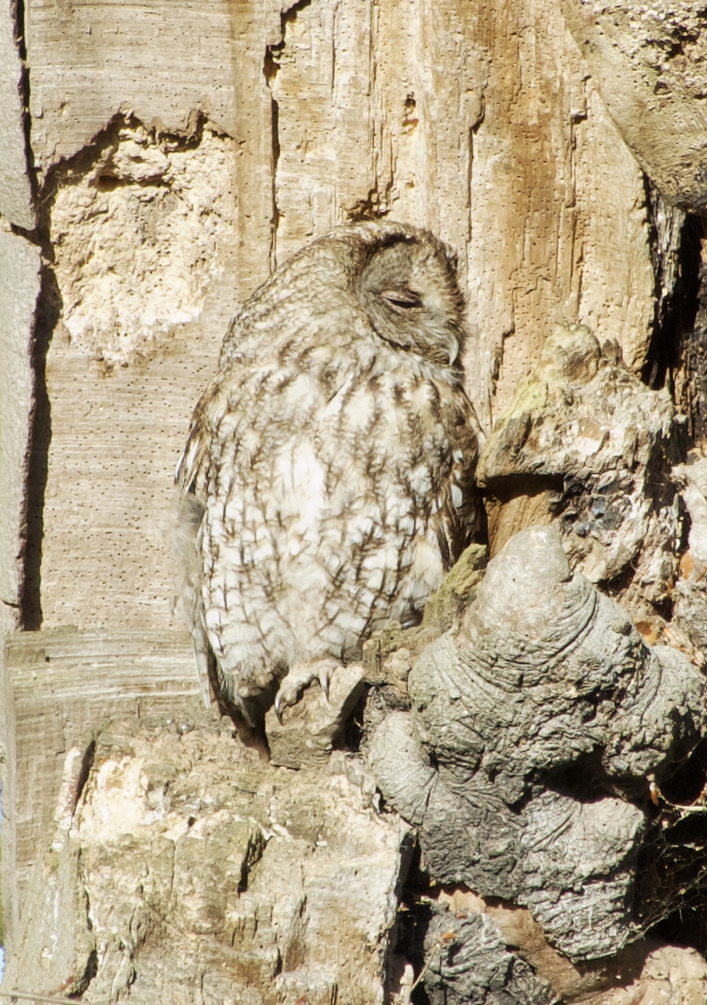 Tawny Owl by Carl Hewitt - BirdGuides