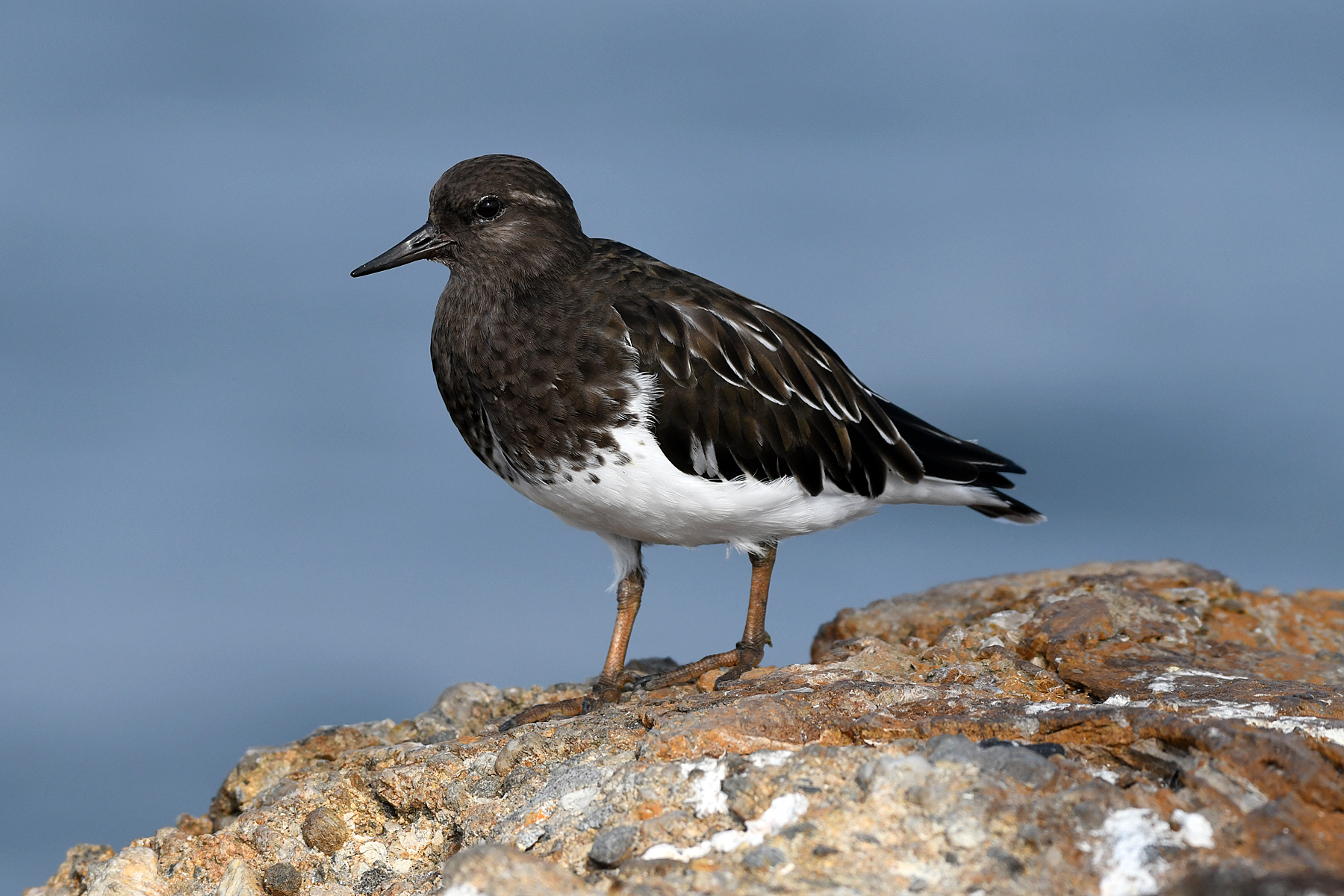 Details : Black Turnstone - BirdGuides