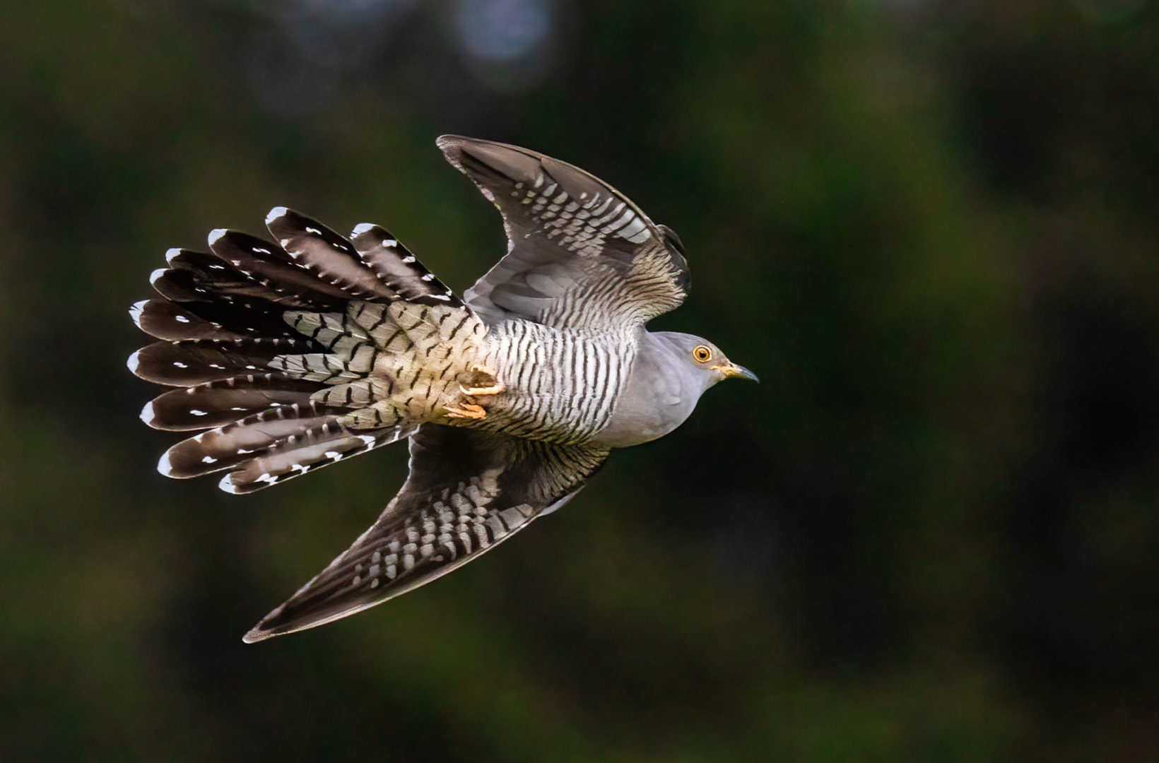 Common Cuckoo by Jonathan Rosborough - BirdGuides