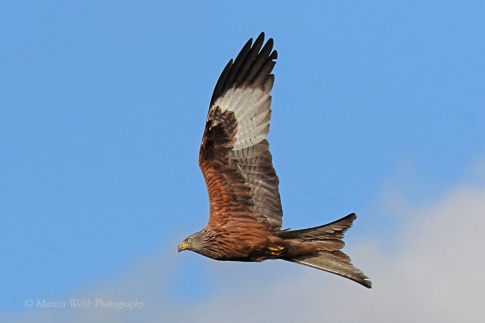 Red Kite breeds in Cornwall for first time in 170 years - BirdGuides