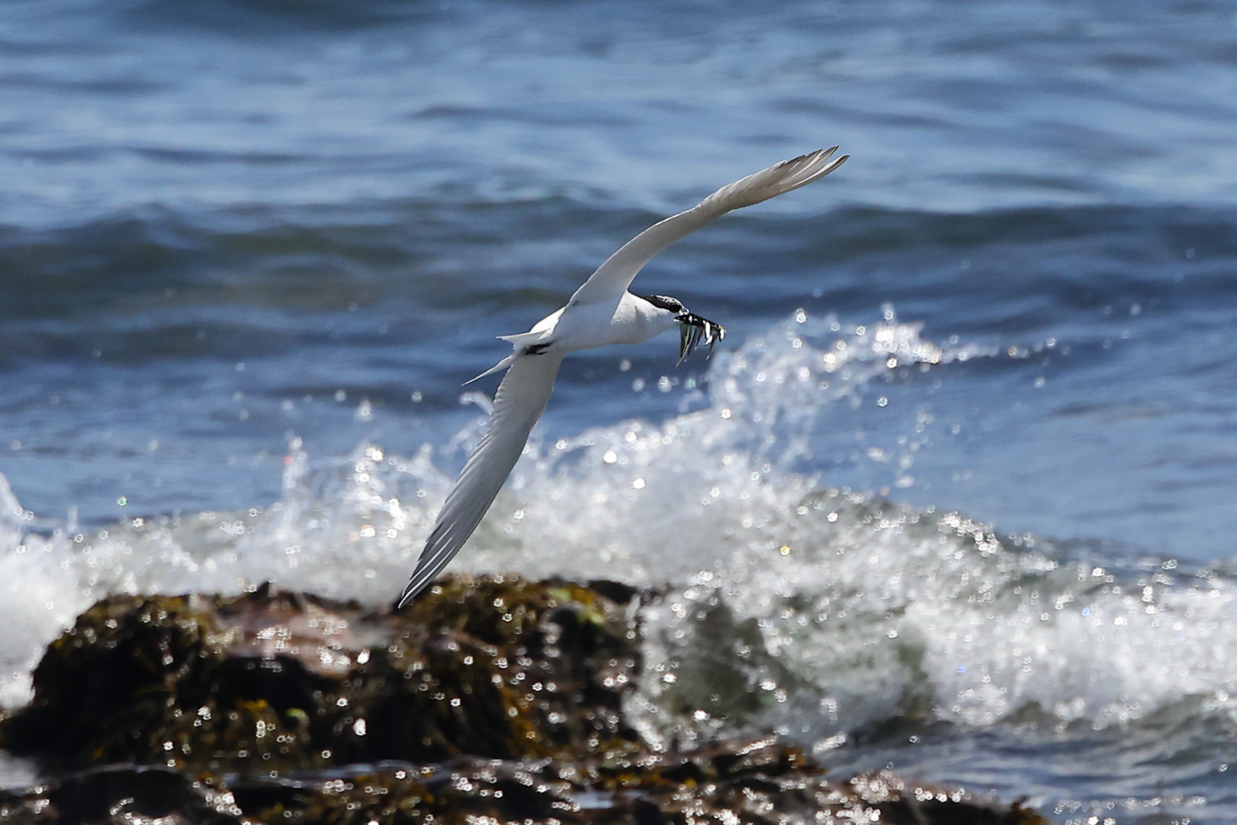 Sandwich Tern by Alan Jack - BirdGuides