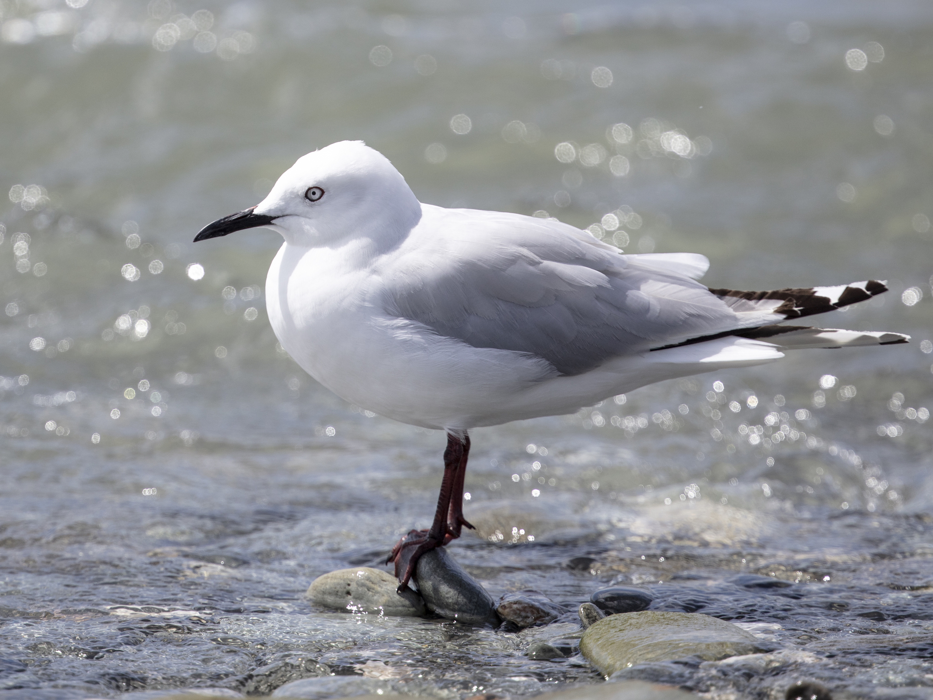 Man fined for driving digger through gull colony - BirdGuides