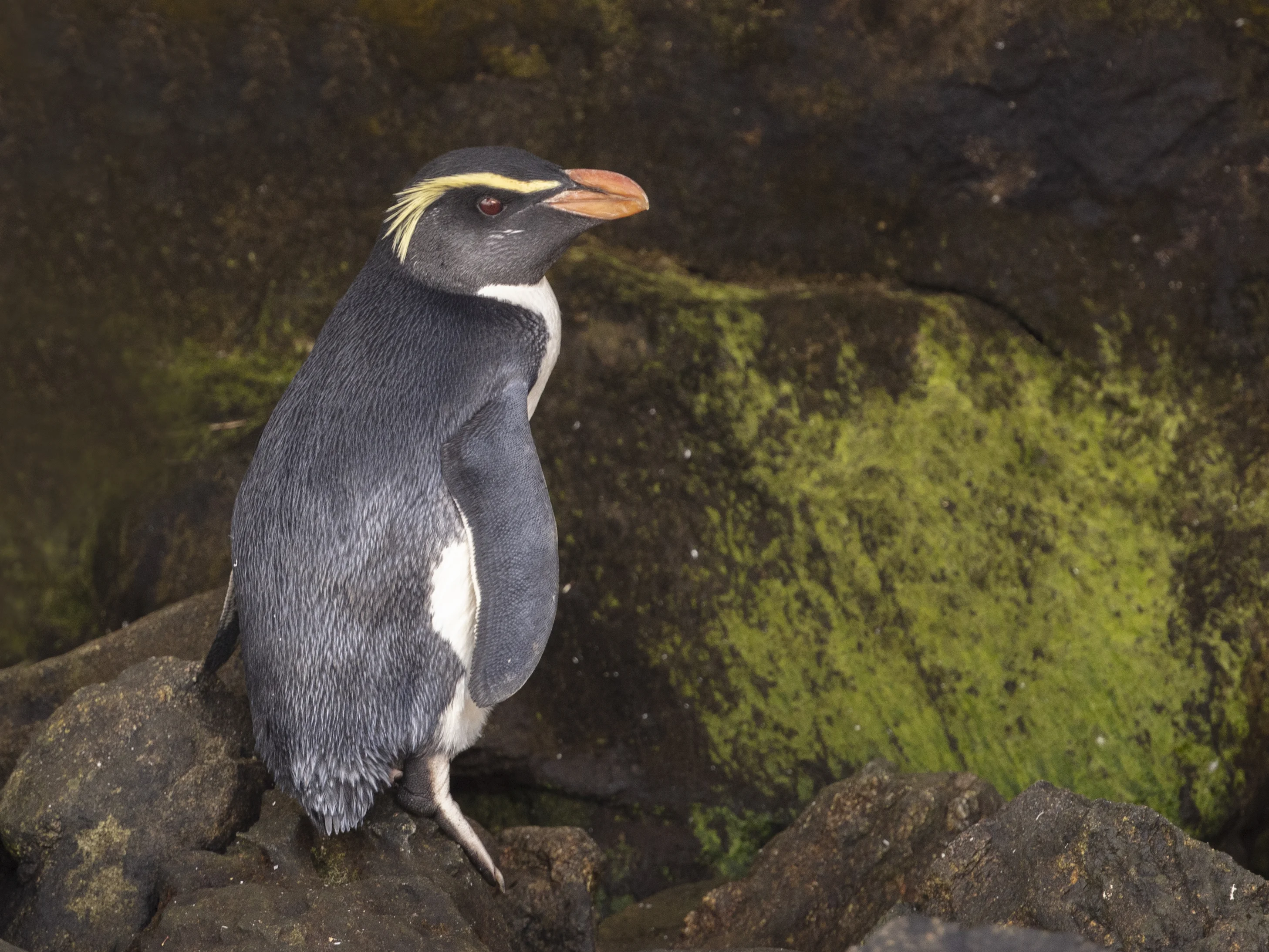 Details : Fiordland Penguin - BirdGuides