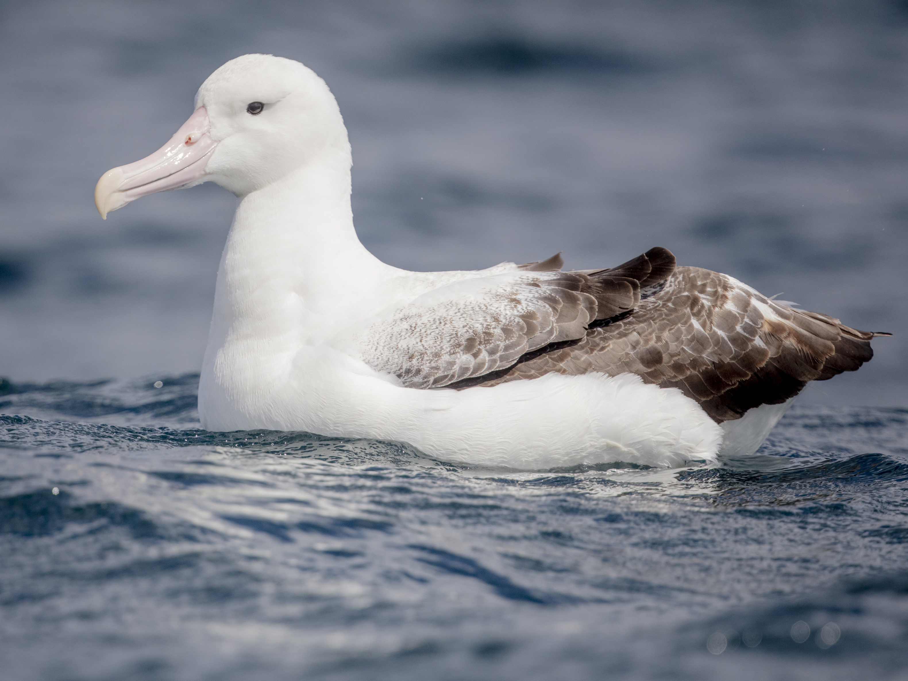 Details : Southern Royal Albatross - BirdGuides