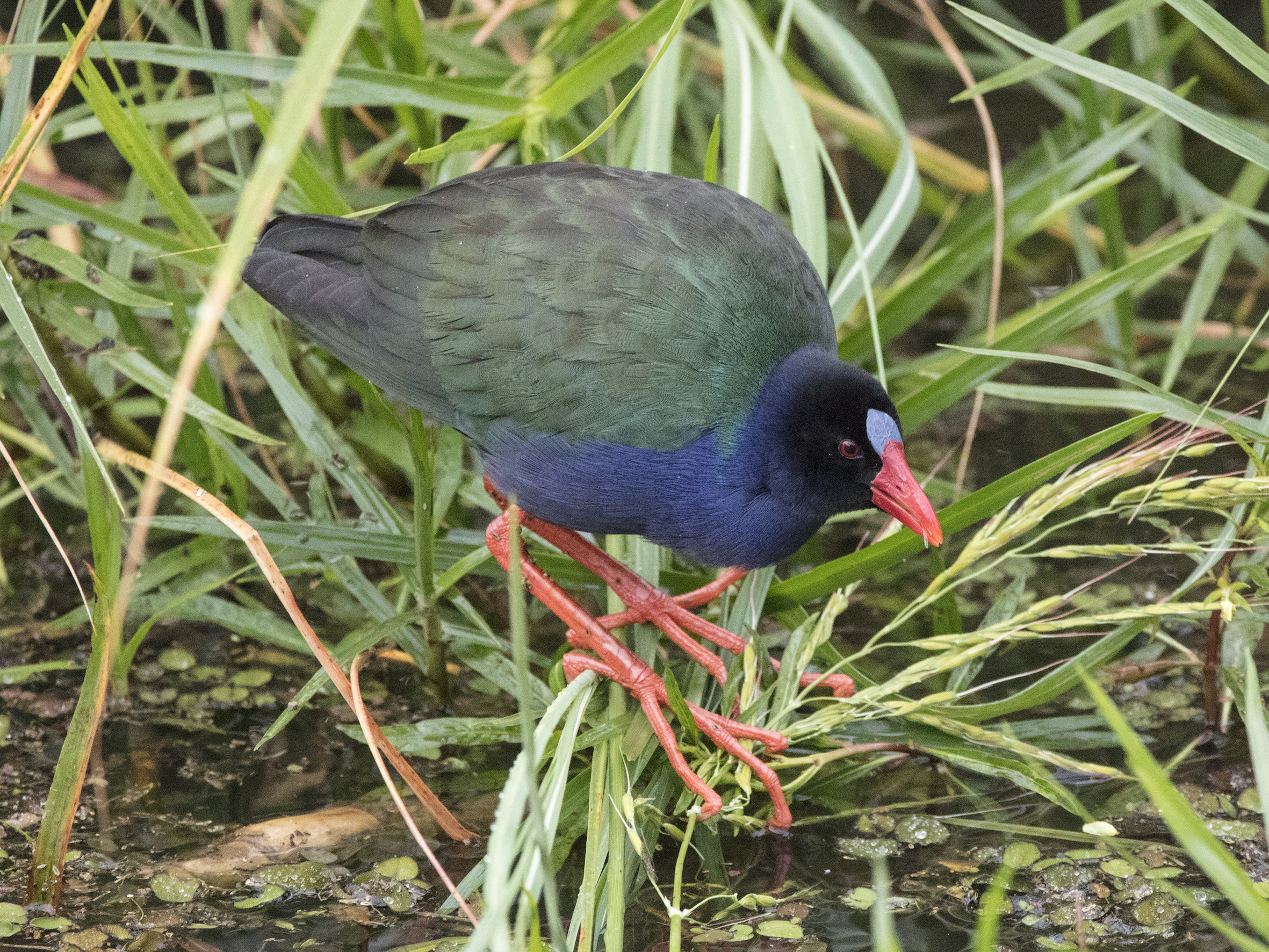 Details : Allen's Gallinule - BirdGuides