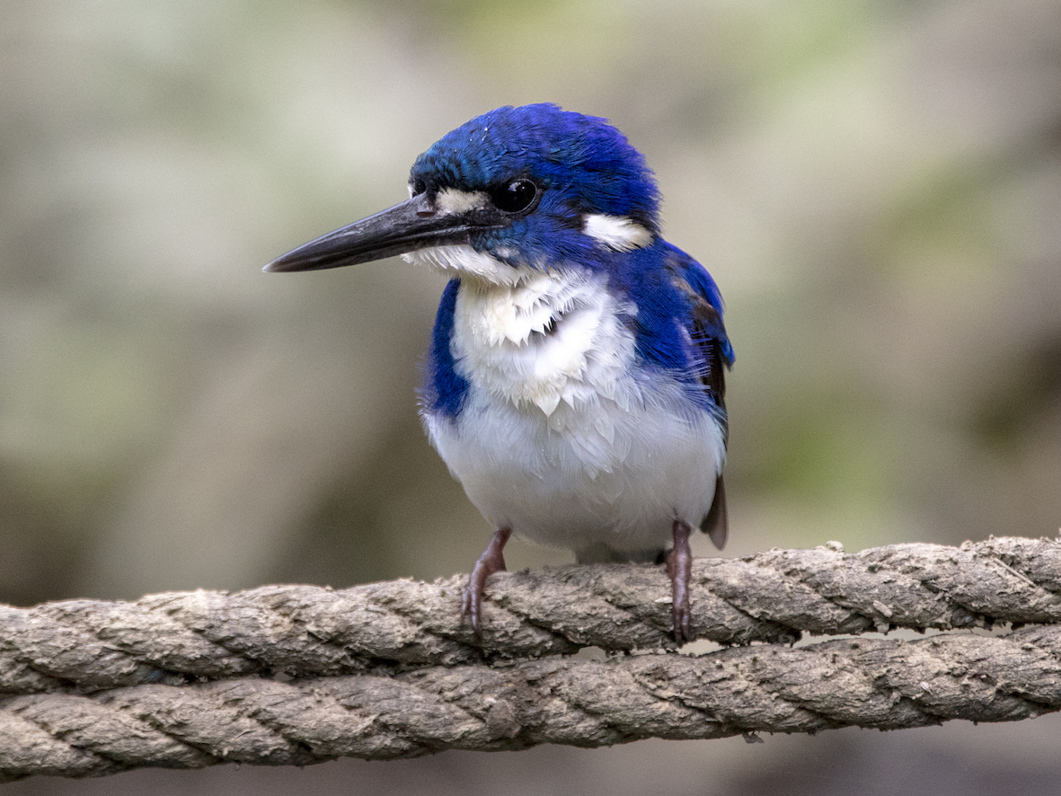 Details : Little Kingfisher - BirdGuides