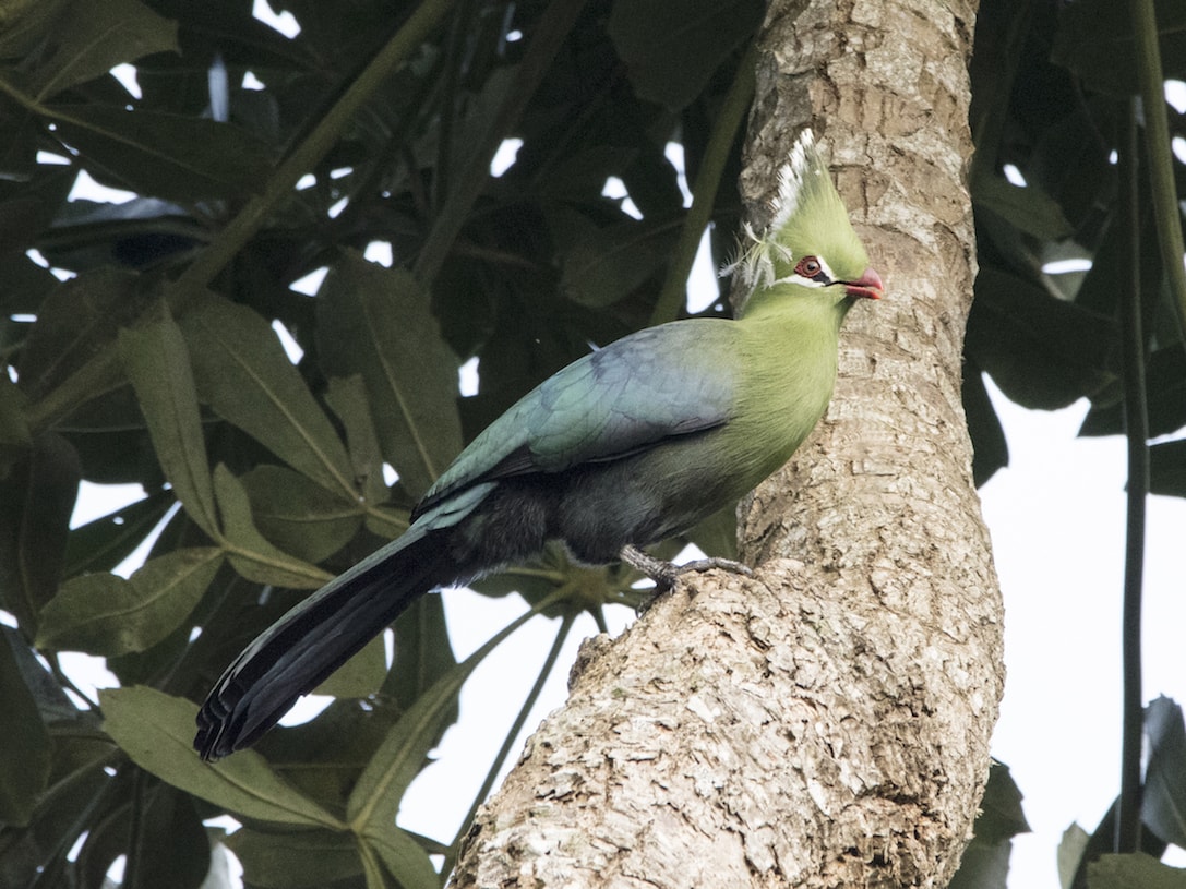 Livingstone's Turaco by David Tattersley - BirdGuides