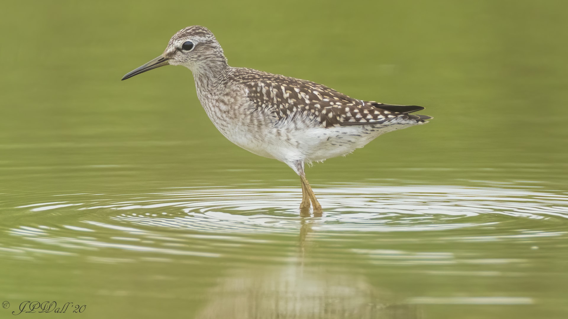 Wood Sandpiper by John Wall - BirdGuides
