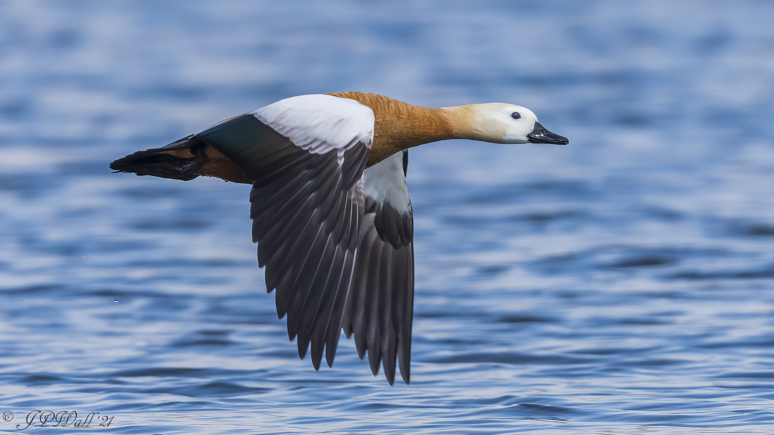 Ruddy Shelduck by John Wall - BirdGuides