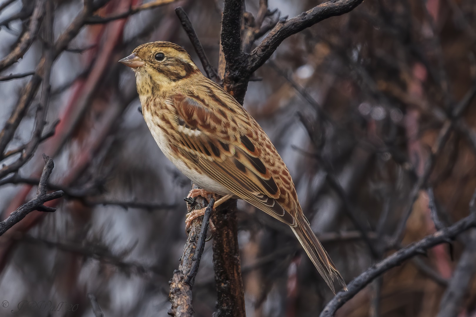 Rustic Bunting by John Wall - BirdGuides