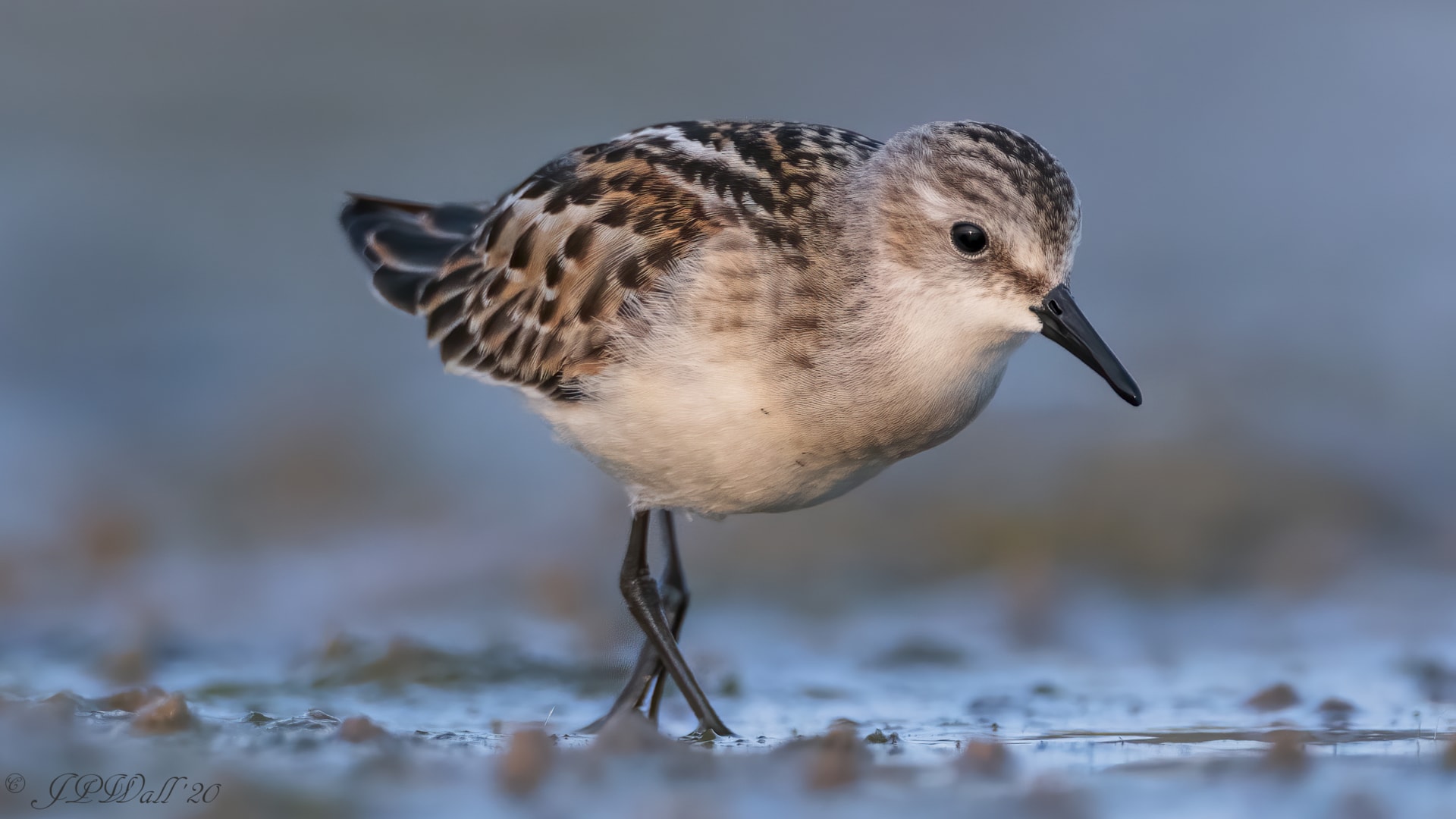 Little Stint by John Wall - BirdGuides