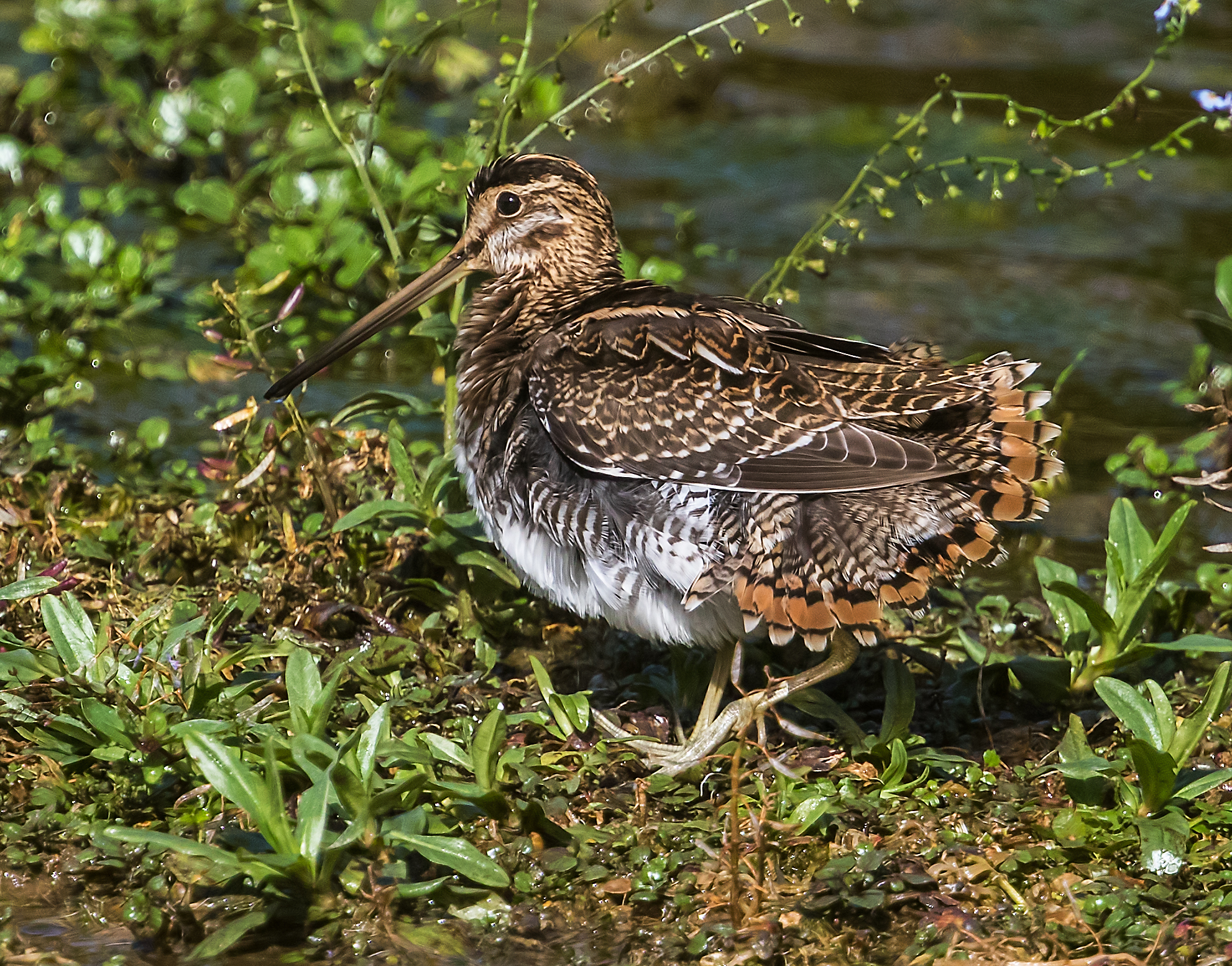 Common Snipe by Nigel Sprowell - BirdGuides
