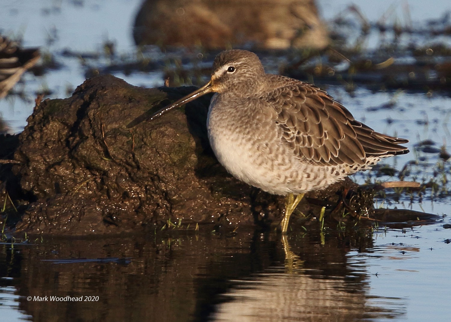 Long-billed Dowitcher by Mark Woodhead - BirdGuides