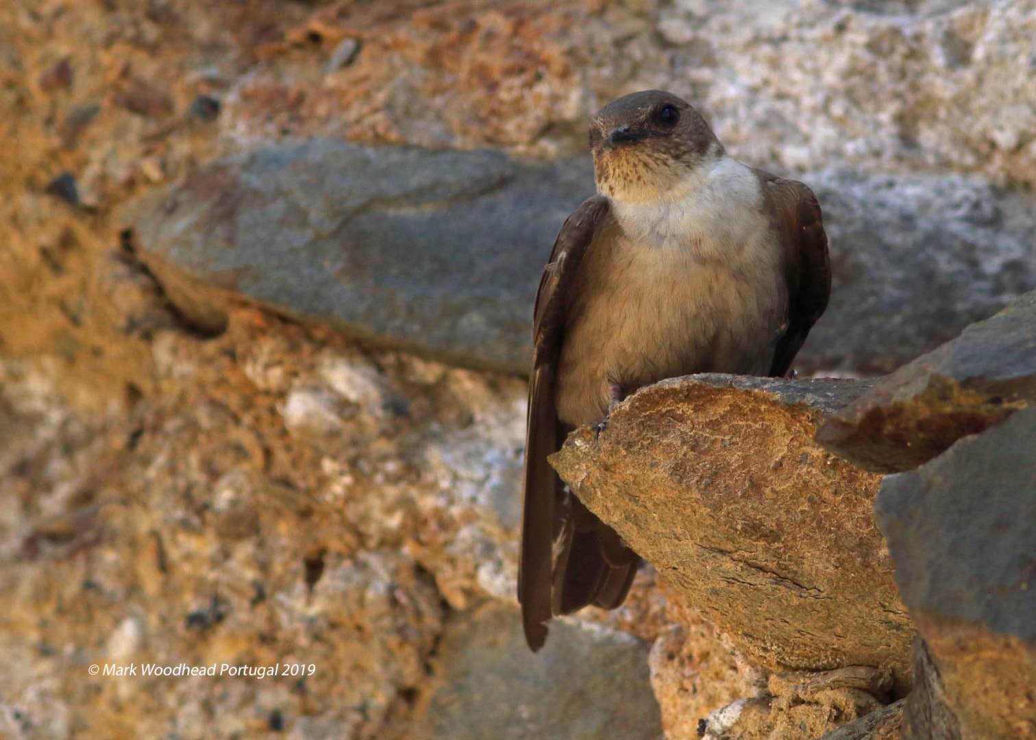 Eurasian Crag Martin by Mark Woodhead - BirdGuides