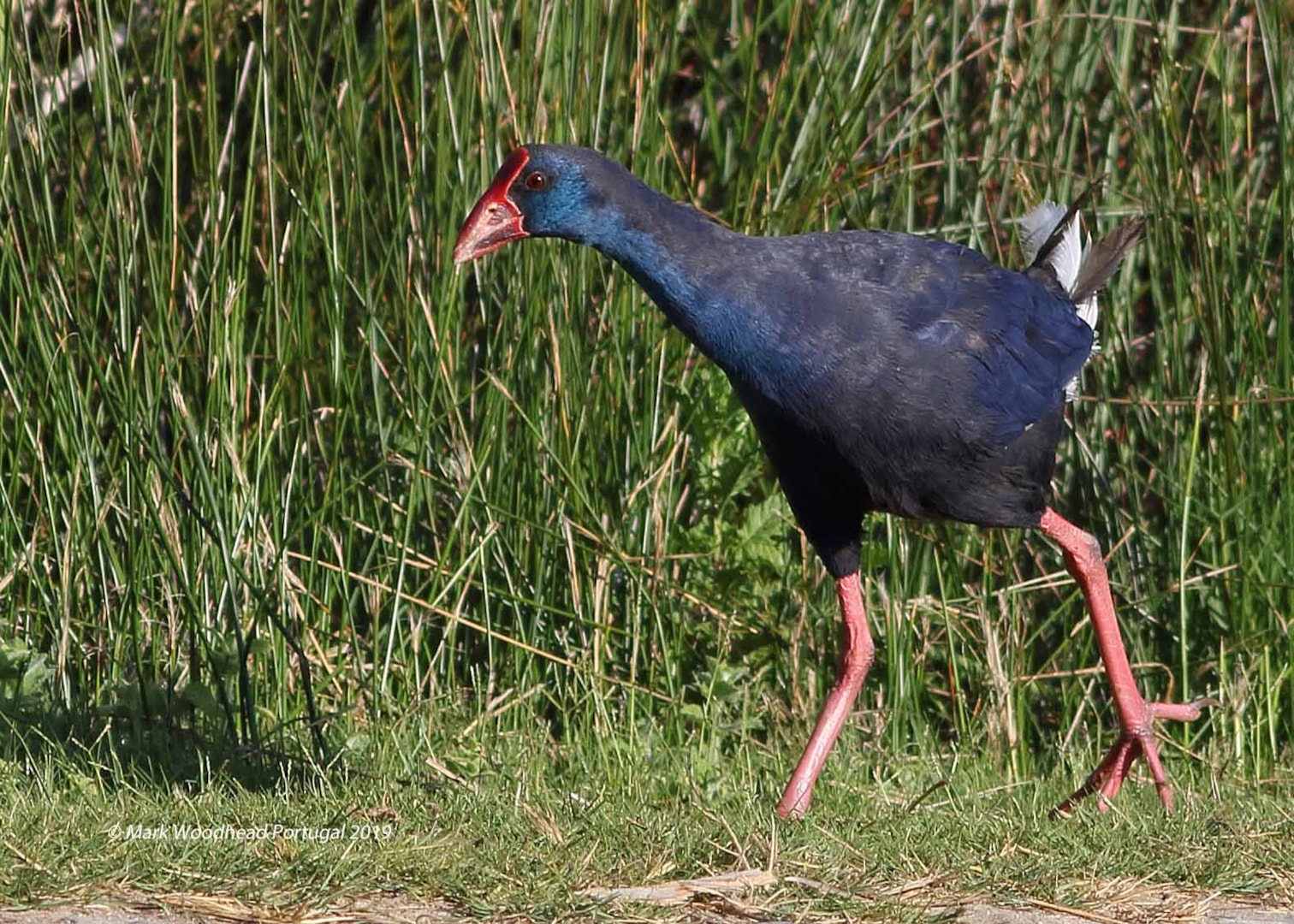 Western Swamphen by Mark Woodhead - BirdGuides