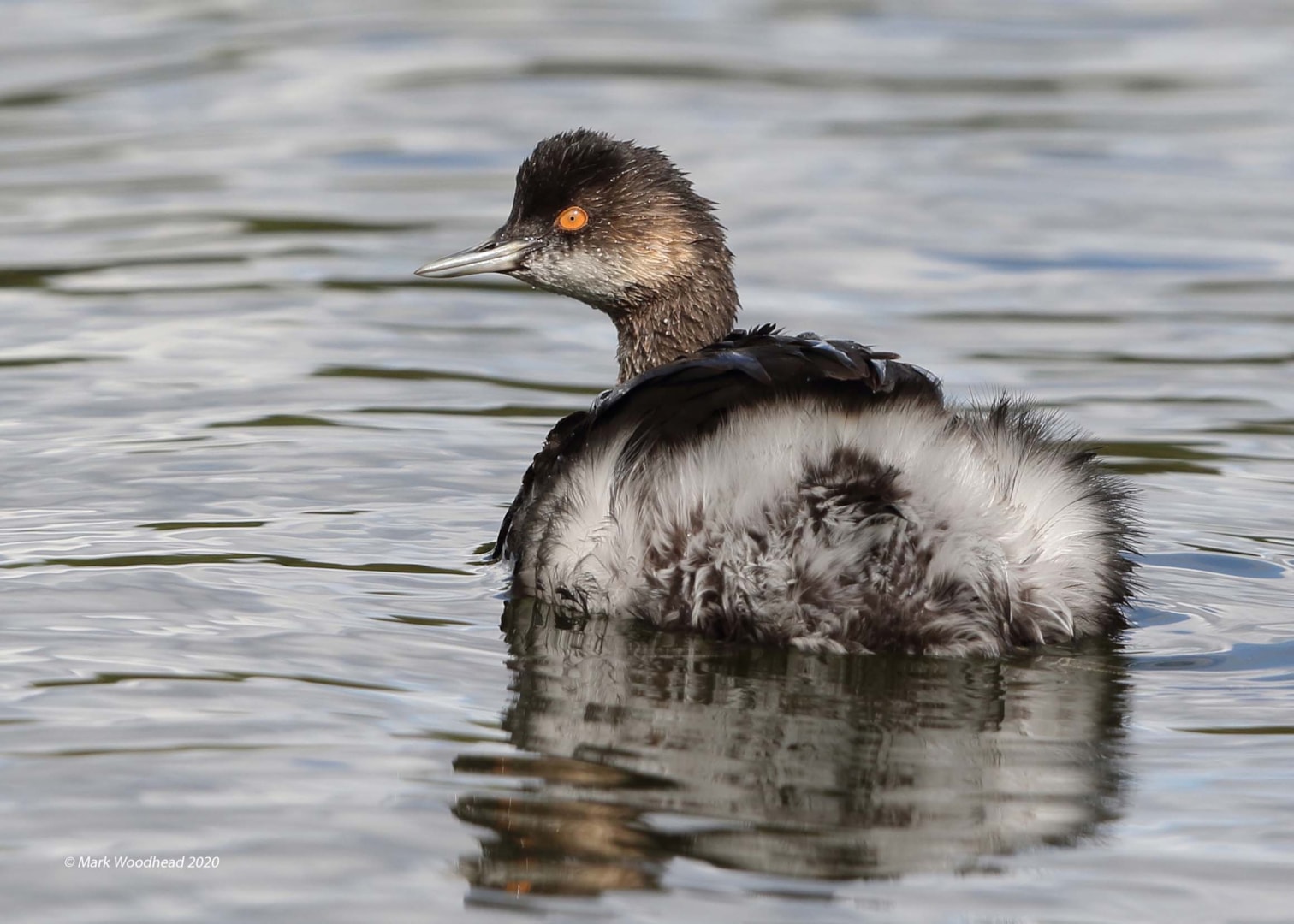 Black-necked Grebe by Mark Woodhead - BirdGuides
