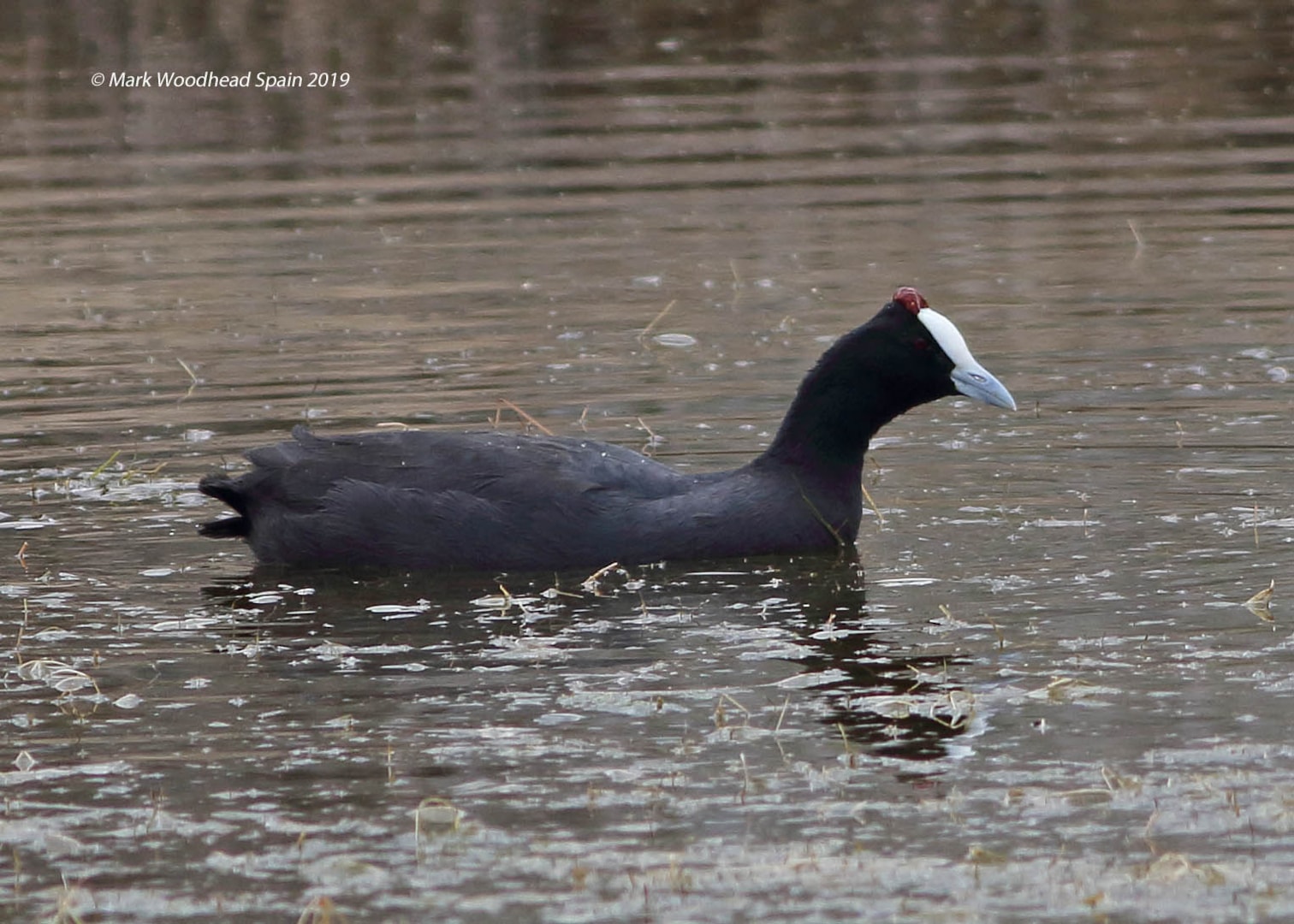Red-knobbed Coot by Mark Woodhead - BirdGuides