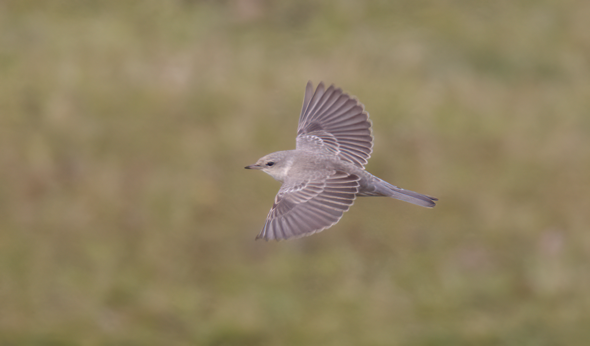Barred Warbler by Alex Penn - BirdGuides