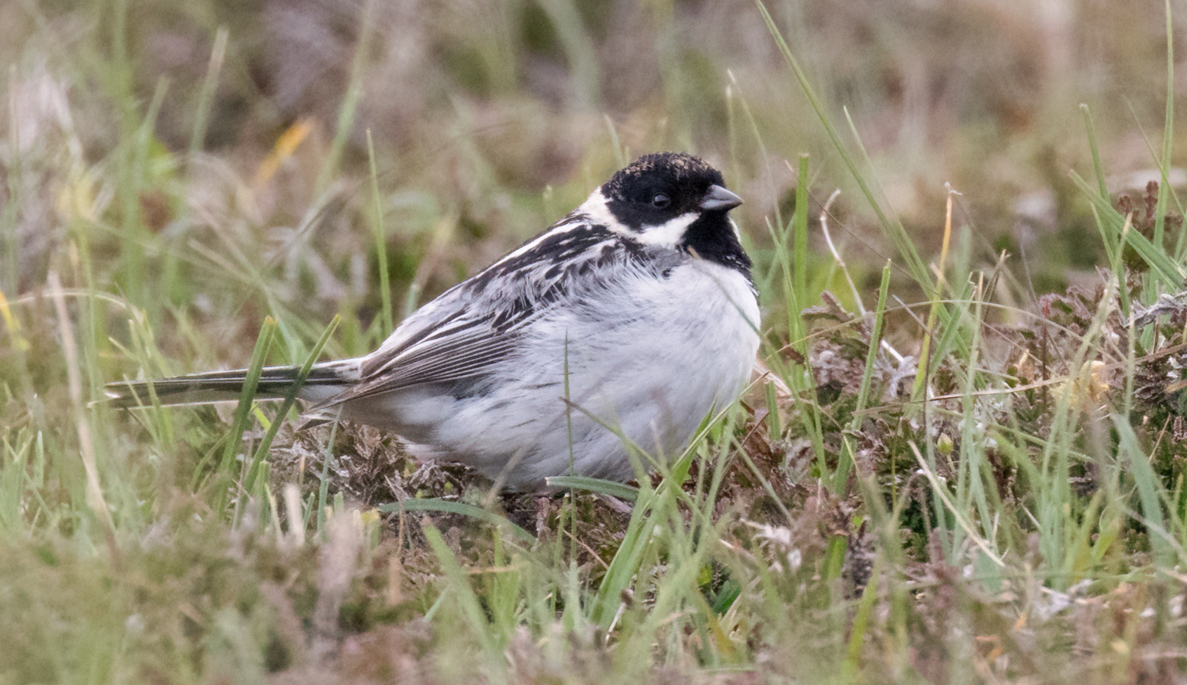 Fair Isle Bird Observatory reopens six years after fire - BirdGuides