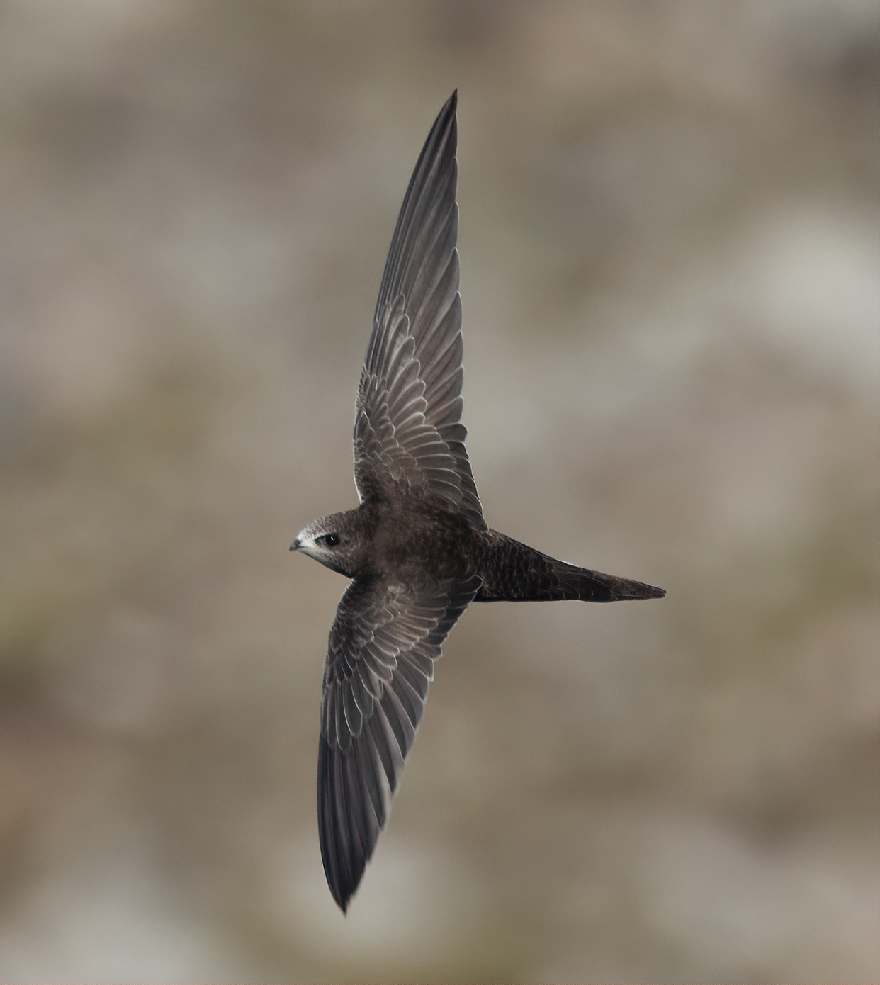 Details : Common Swift - BirdGuides
