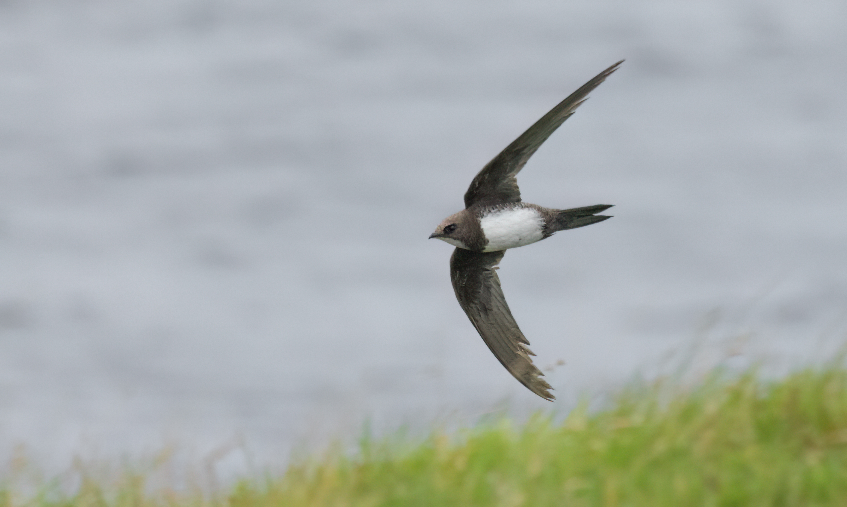 Alpine Swift by Alex Penn - BirdGuides