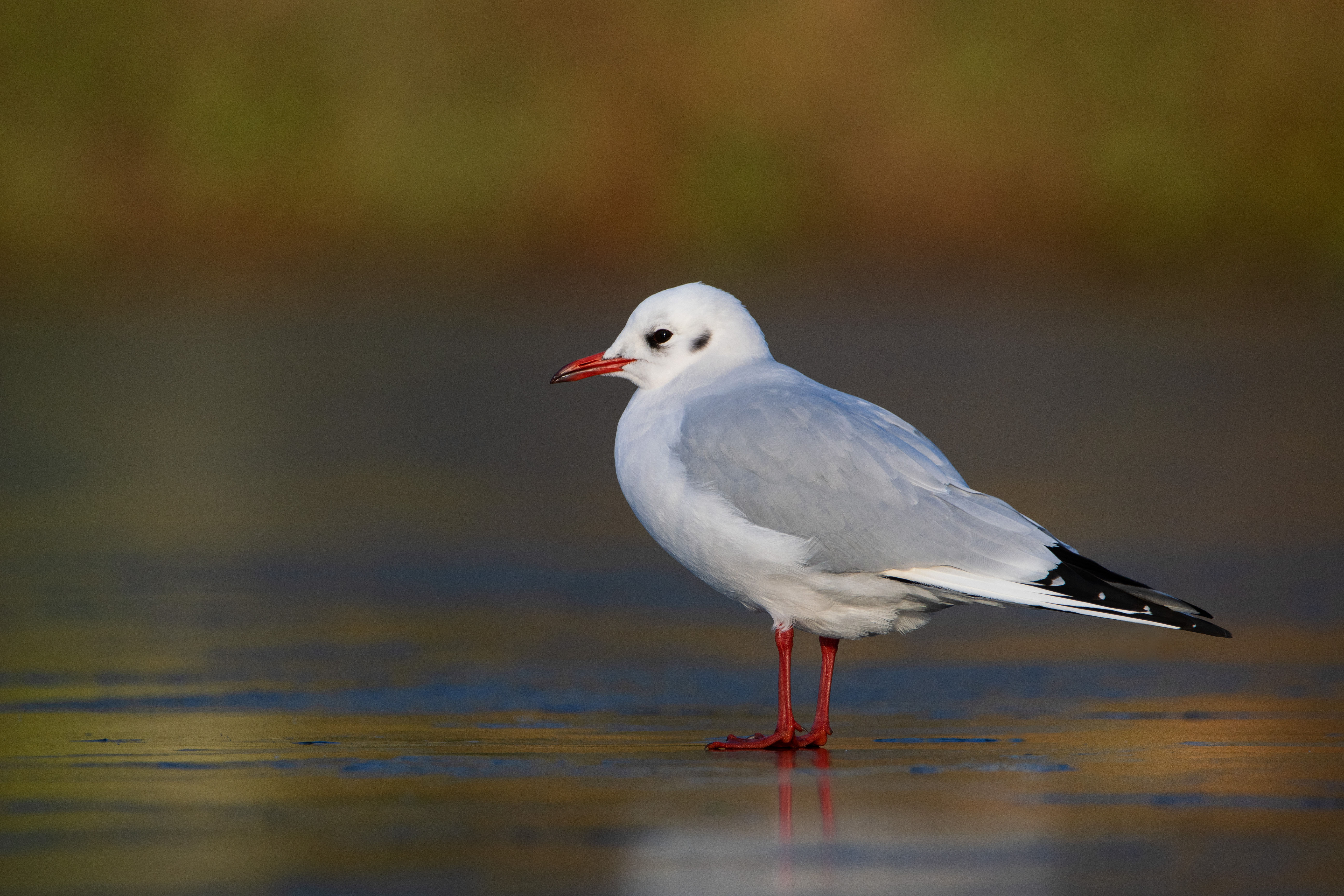 Black-headed Gull by Neil Loverock - BirdGuides