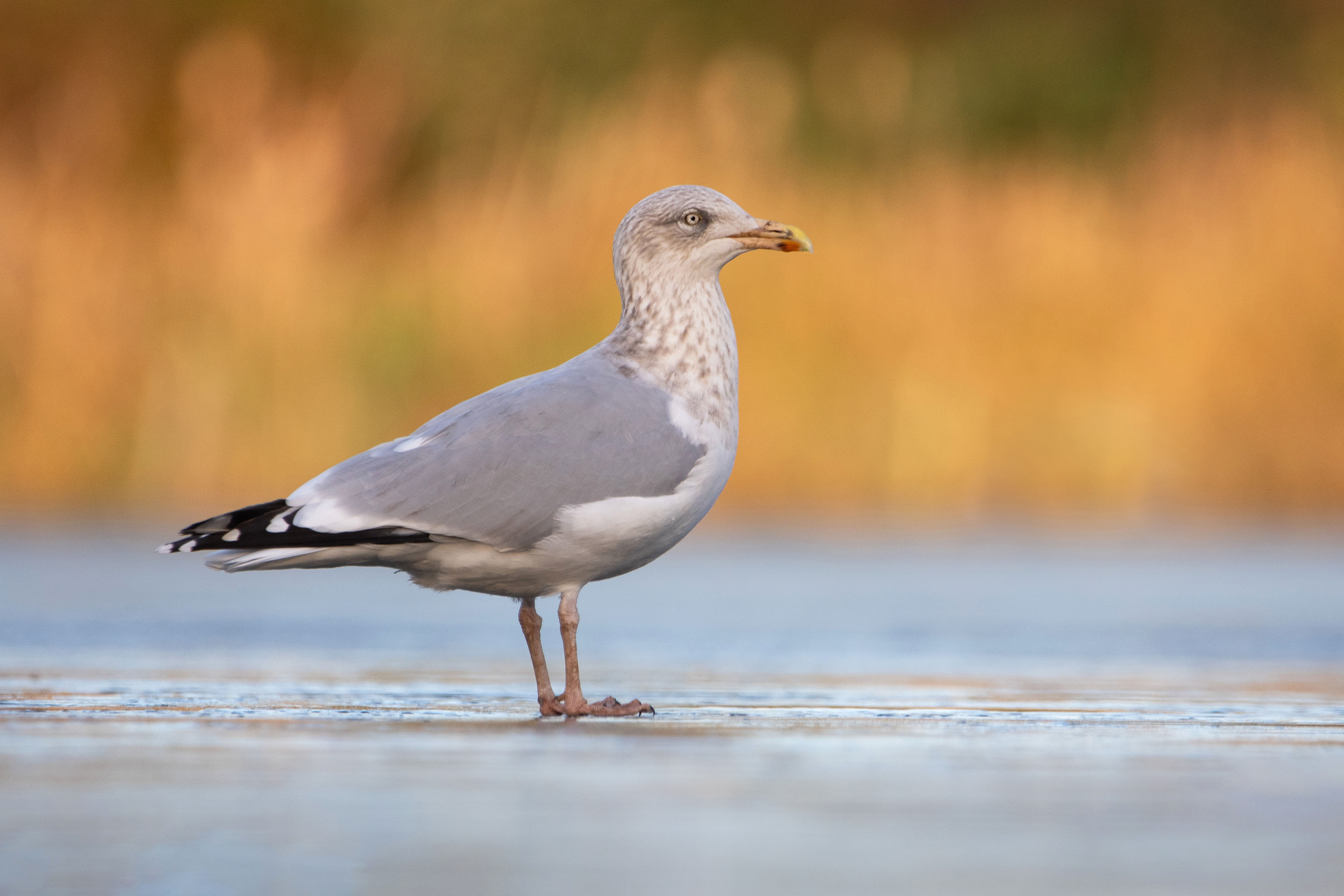 European Herring Gull by Neil Loverock - BirdGuides