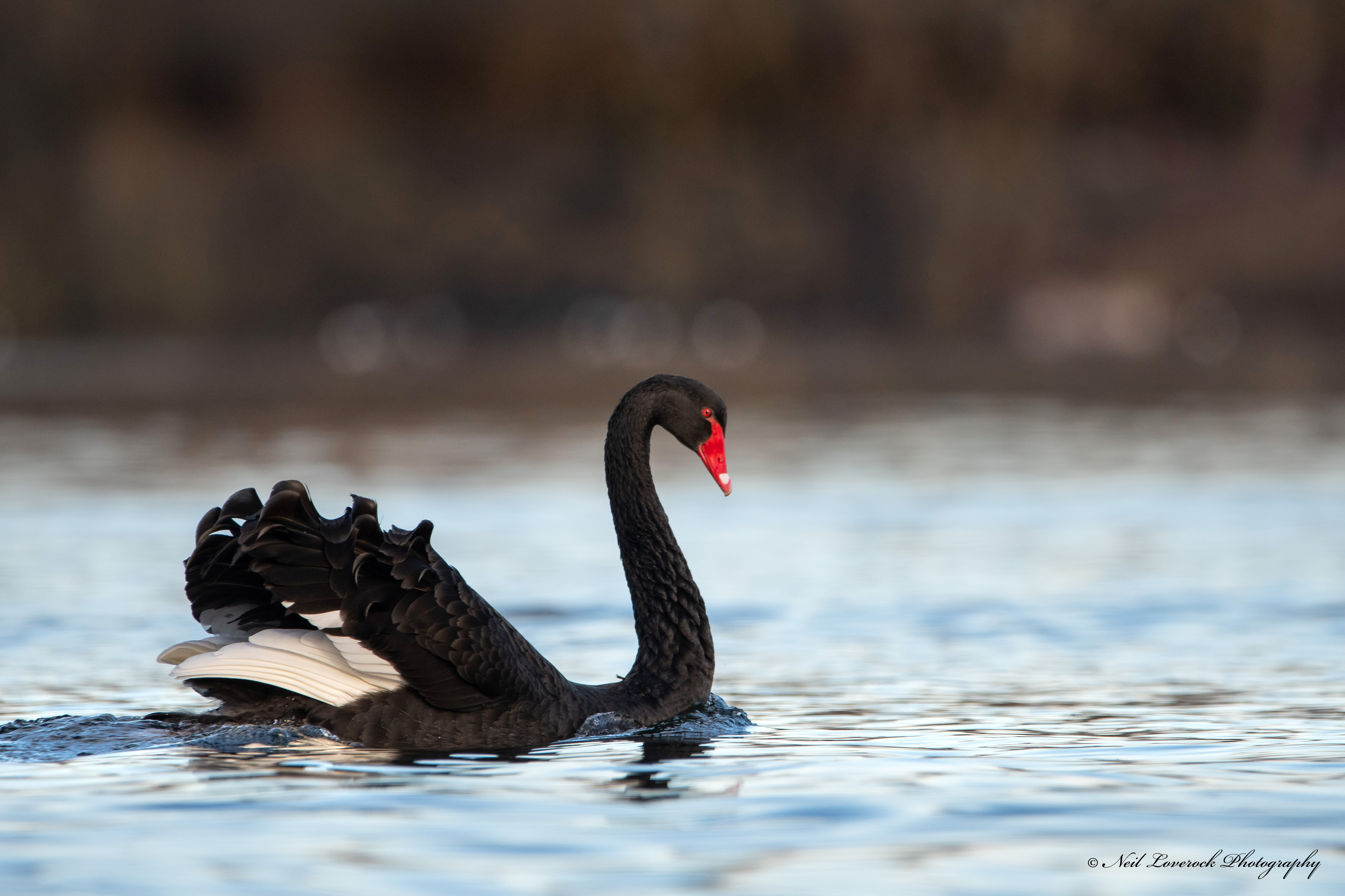 Bird flu could spell extinction for Black Swan in Australia - BirdGuides