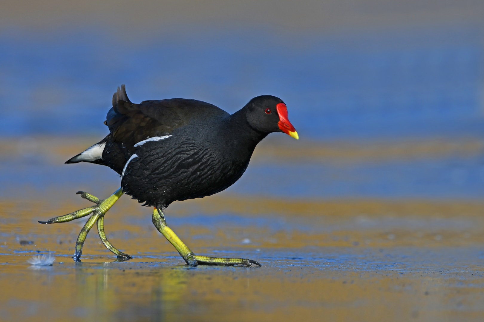 Common Moorhen by Neil Loverock - BirdGuides