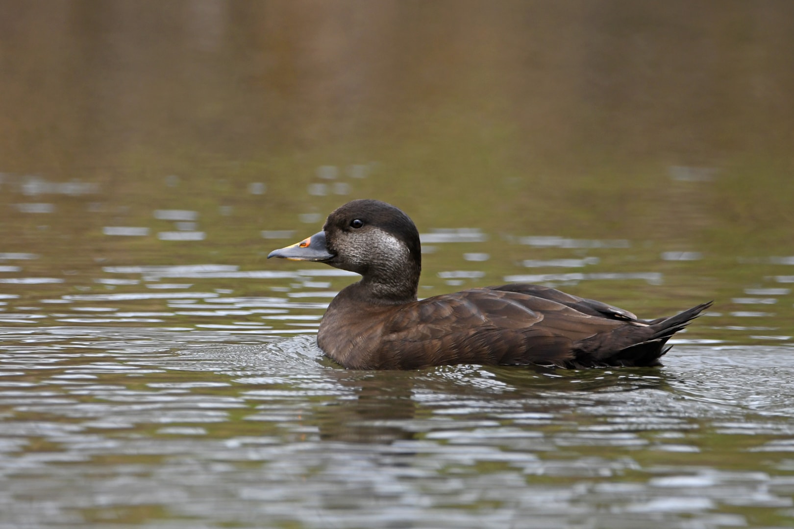 Common Scoter by Neil Loverock - BirdGuides