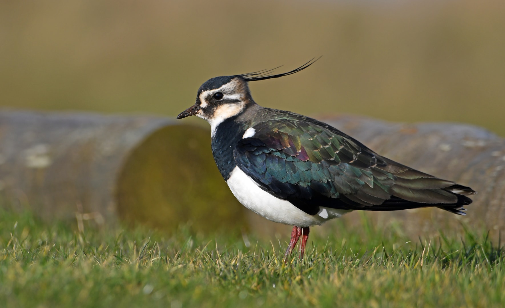 Northern Lapwing by Neil Loverock - BirdGuides