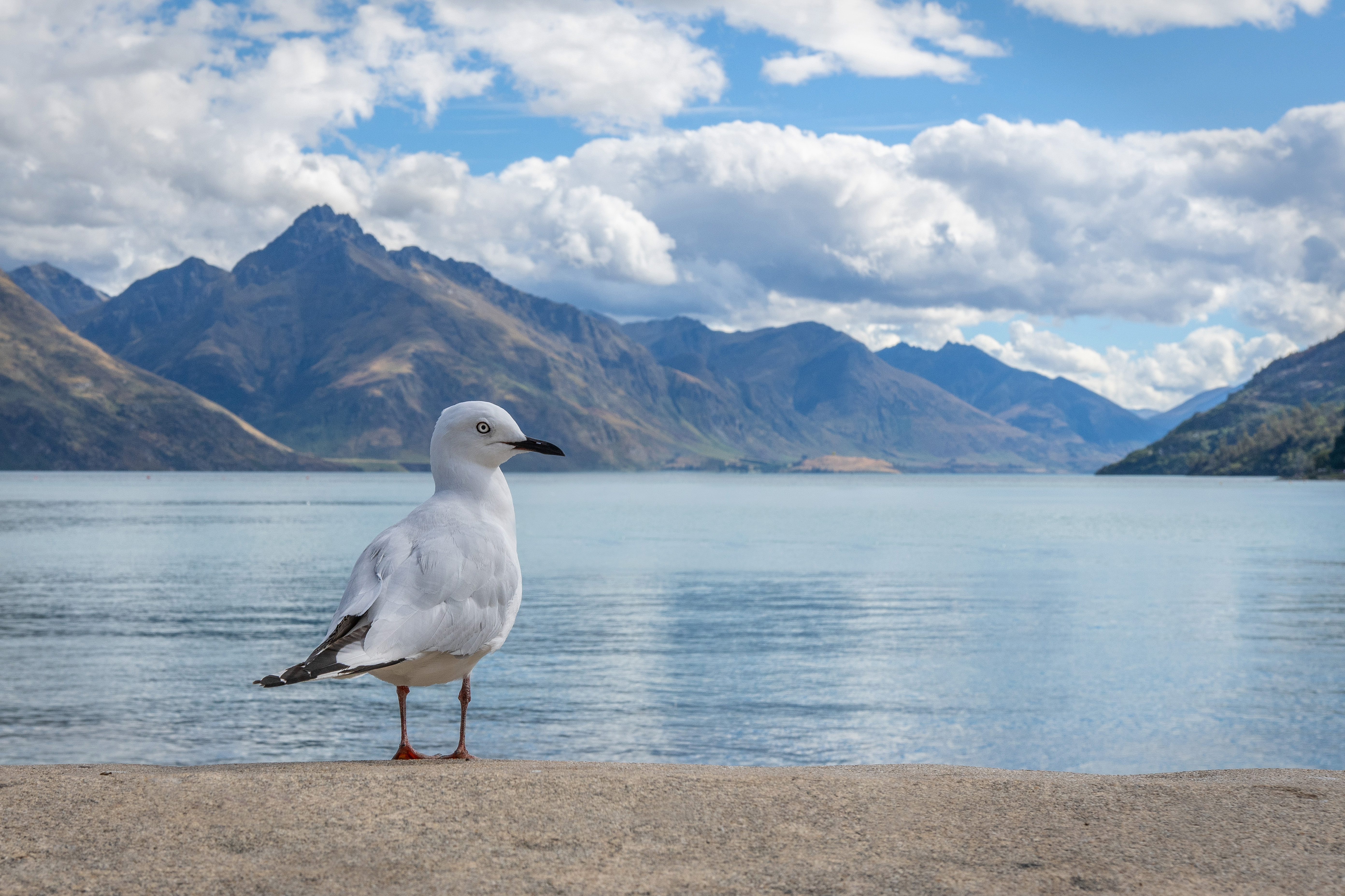Black-billed Gull by Neil Loverock - BirdGuides