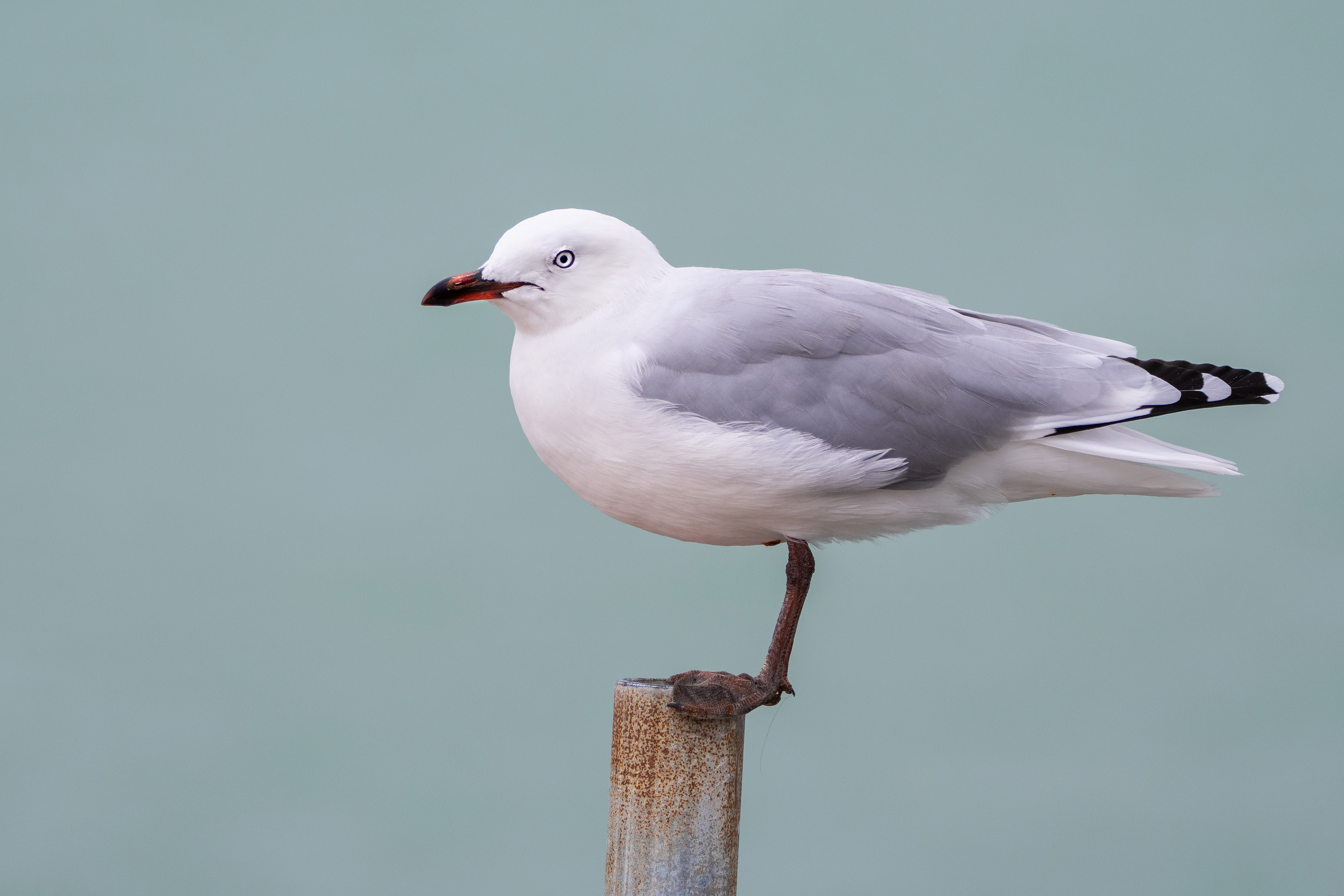 Silver Gull by Neil Loverock - BirdGuides