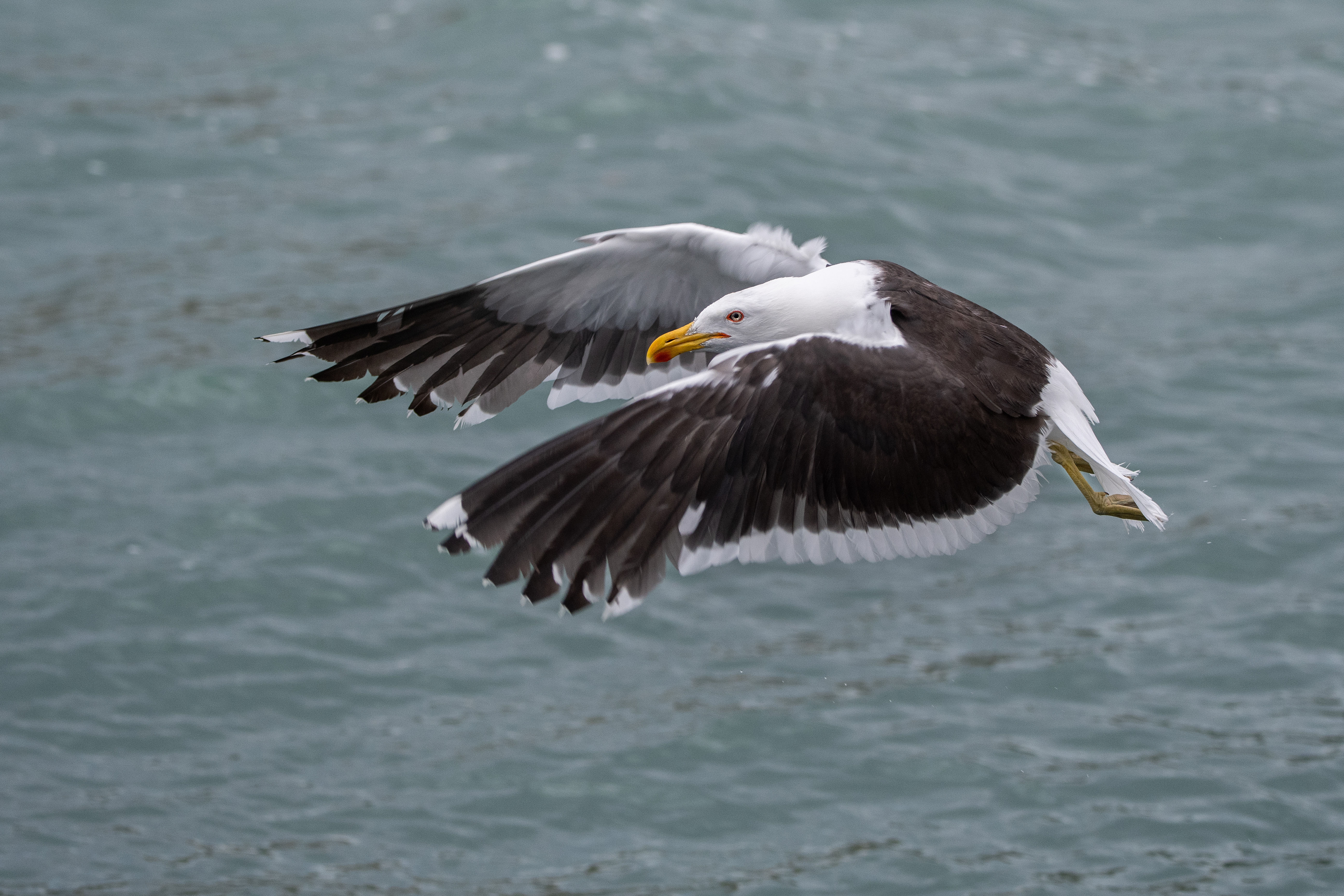 Kelp Gull by Neil Loverock - BirdGuides