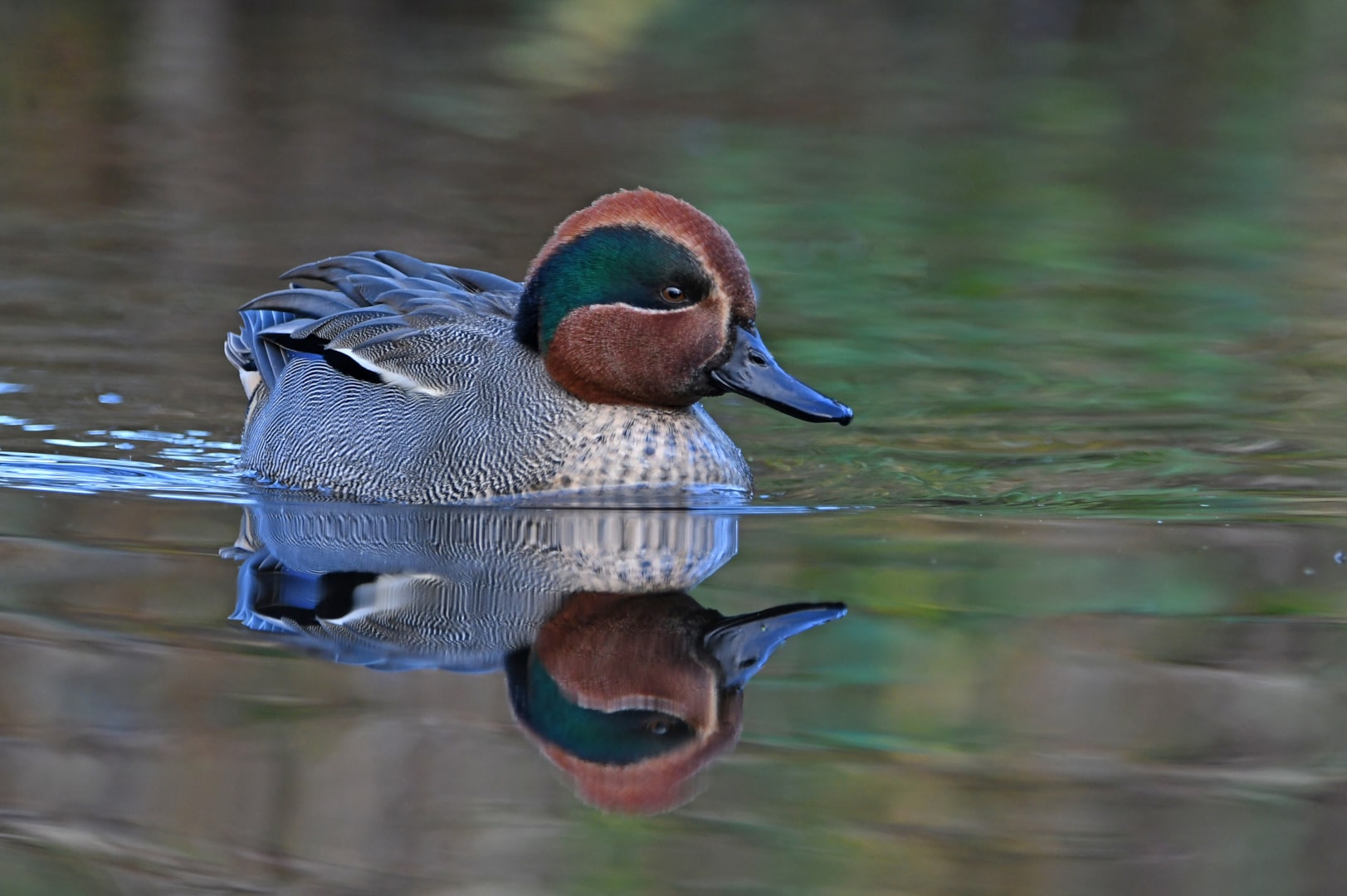 Eurasian Teal by Neil Loverock - BirdGuides