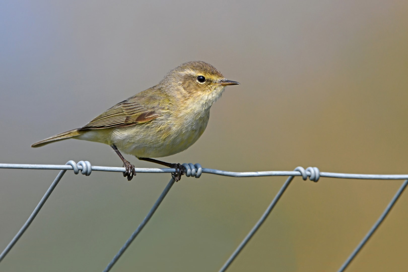 Common Chiffchaff by Neil Loverock - BirdGuides