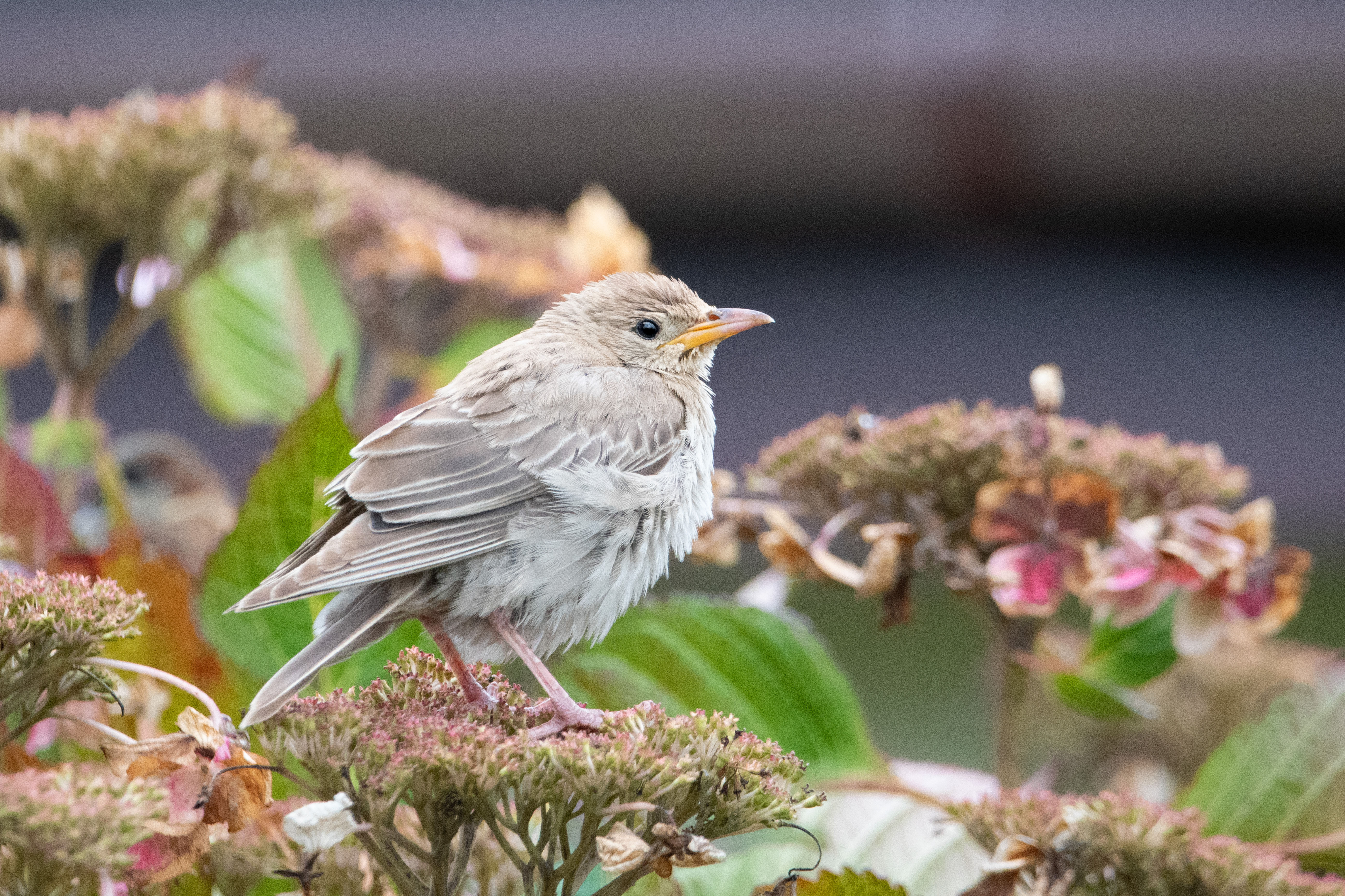 Rosy Starling by Neil Loverock - BirdGuides