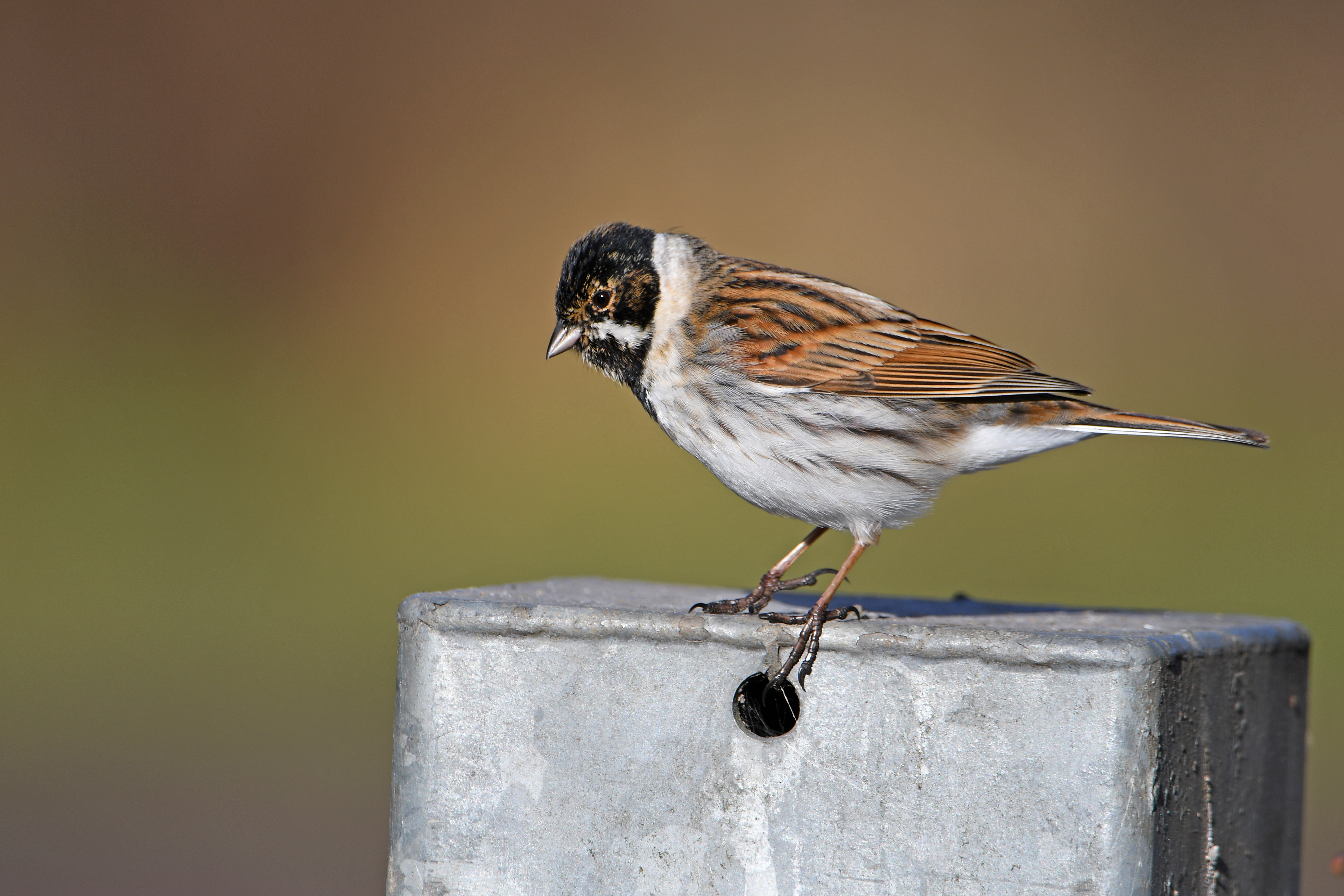 Reed Bunting by Neil Loverock - BirdGuides