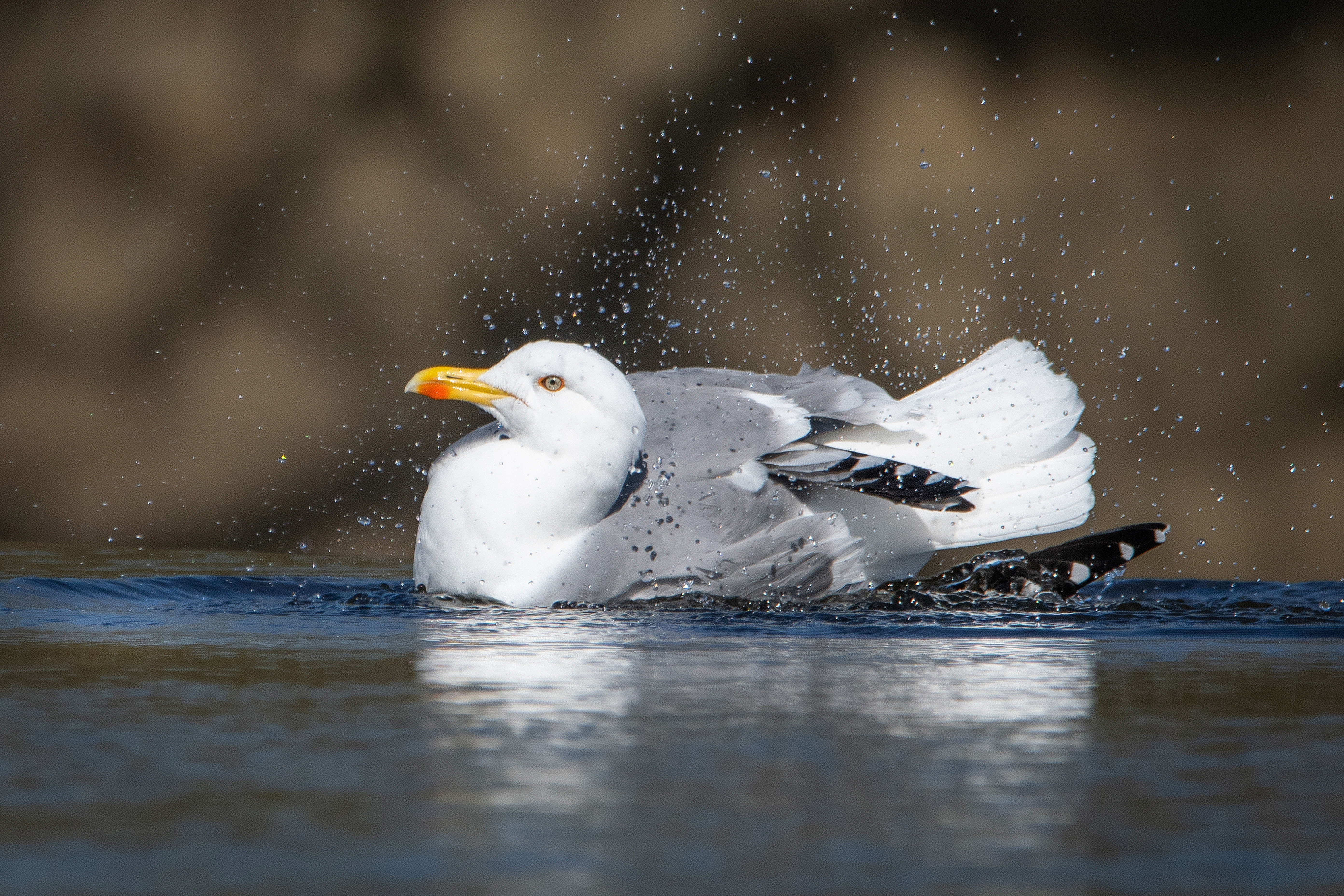 Yellow-legged Gull by Neil Loverock - BirdGuides
