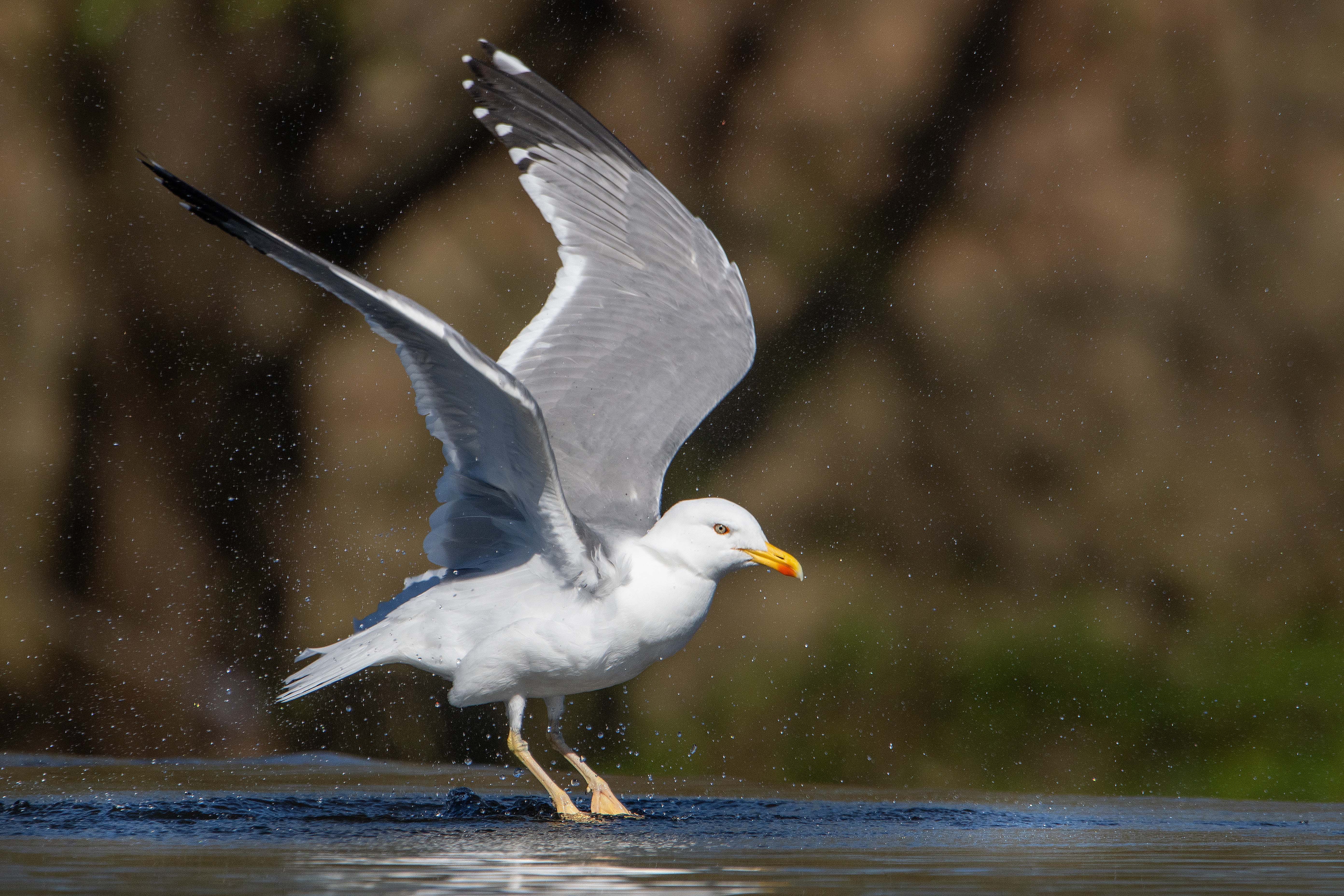 Yellow-legged Gull by Neil Loverock - BirdGuides