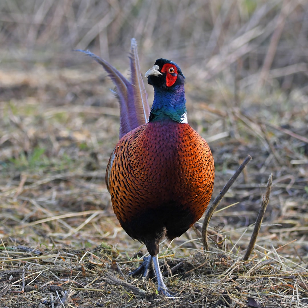 Common Pheasant by Neil Loverock - BirdGuides