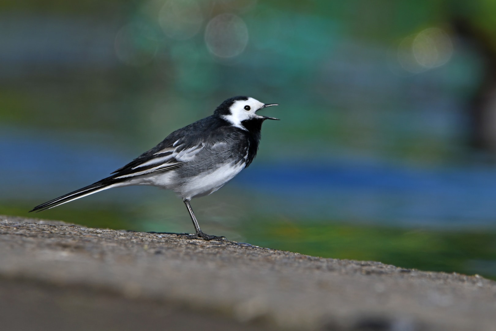 Pied Wagtail by Neil Loverock - BirdGuides